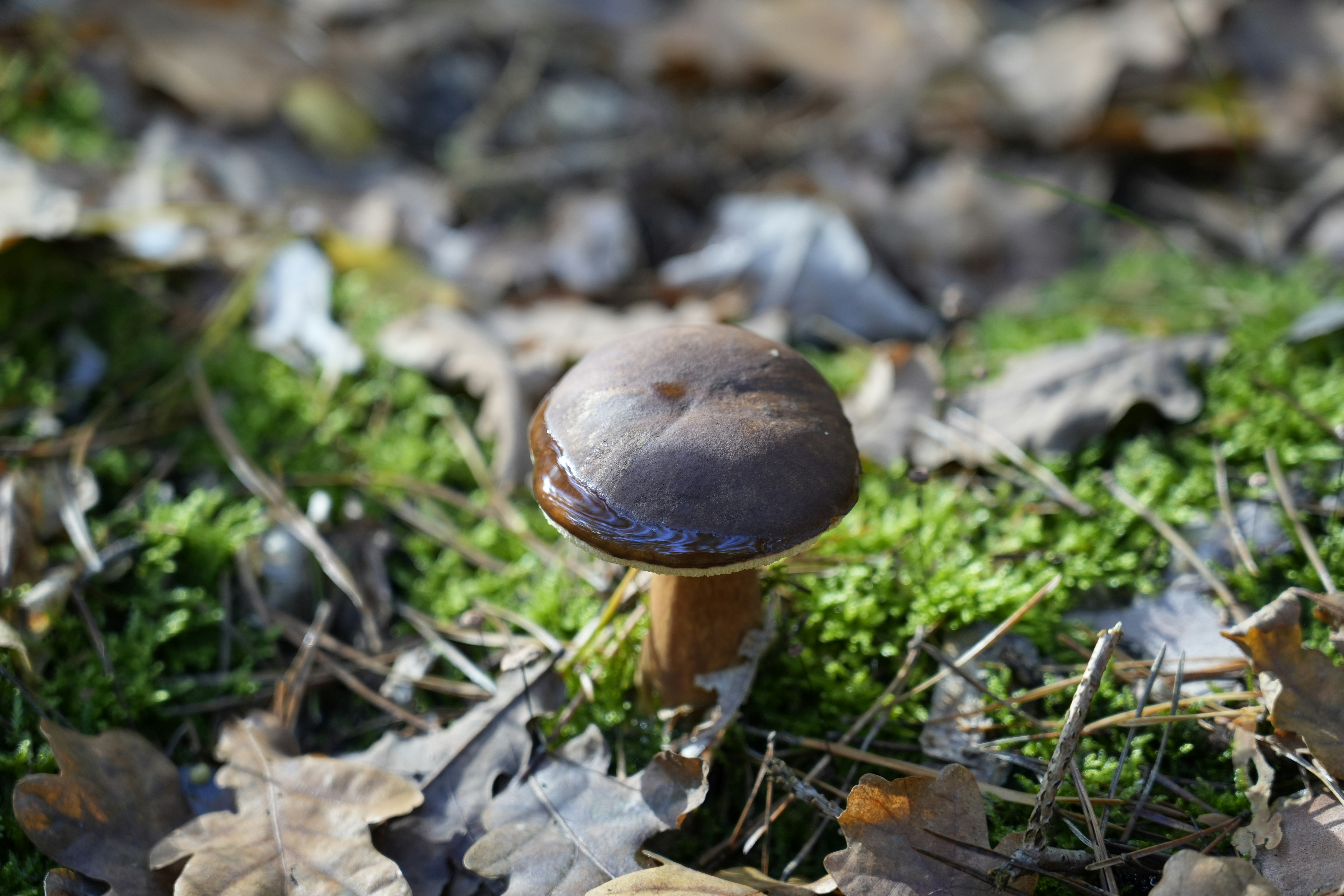 Toadstool in a sunlit leaf-bed: a lone mushroom among autumn debris