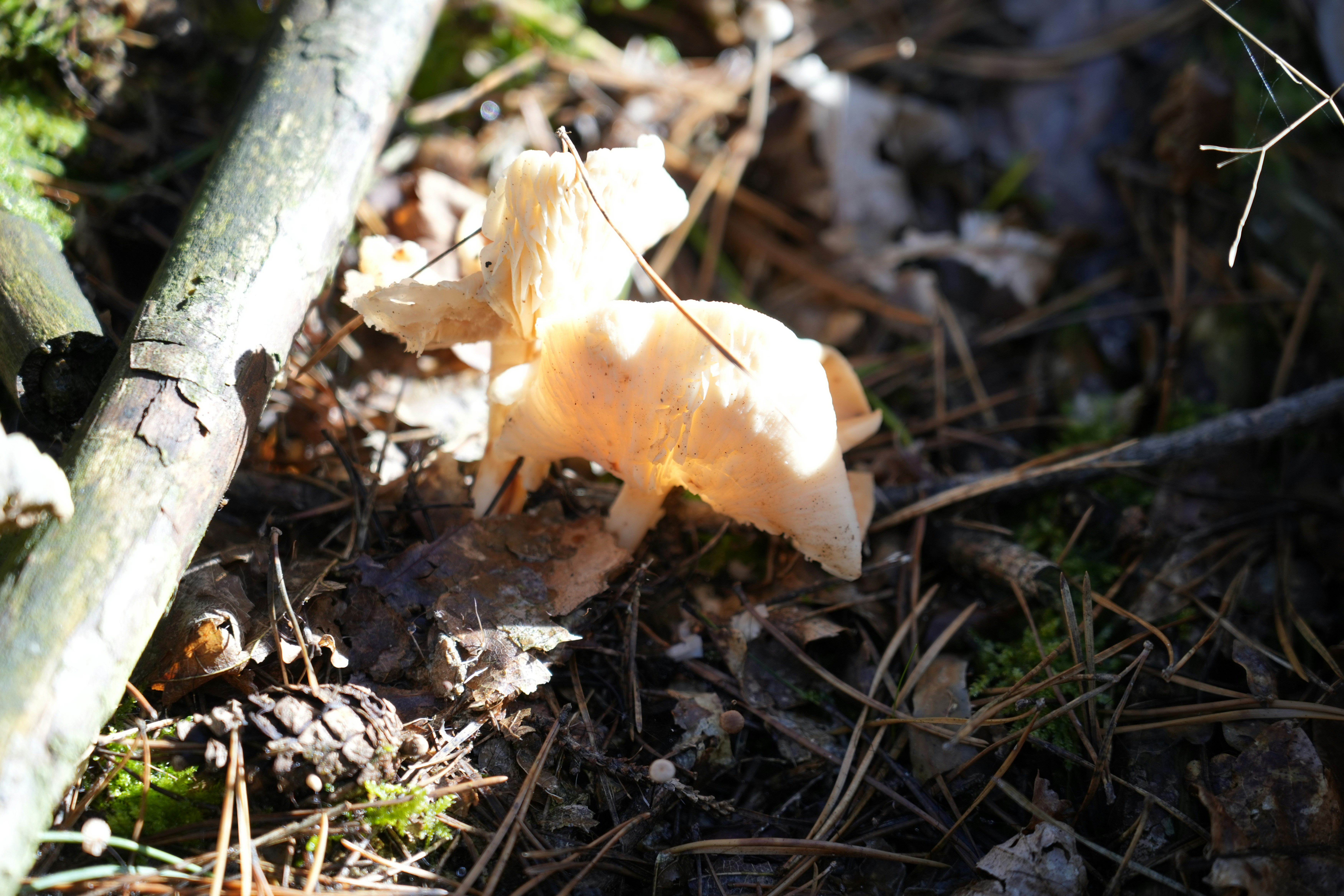 Mushroom Half-Buried in Forest Floor Light