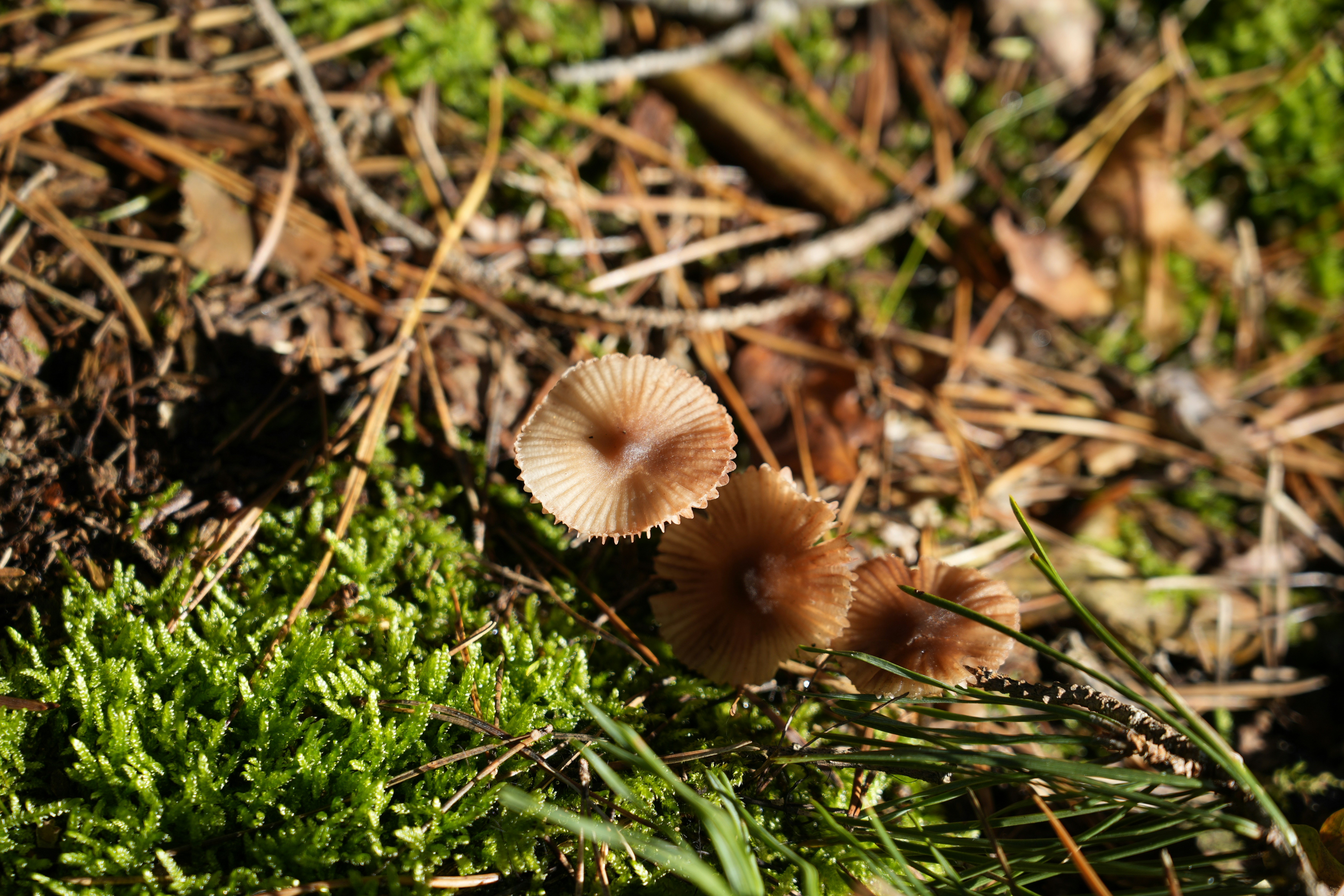 Soft Amber Mushrooms Nestled in Moss and Pine Needles