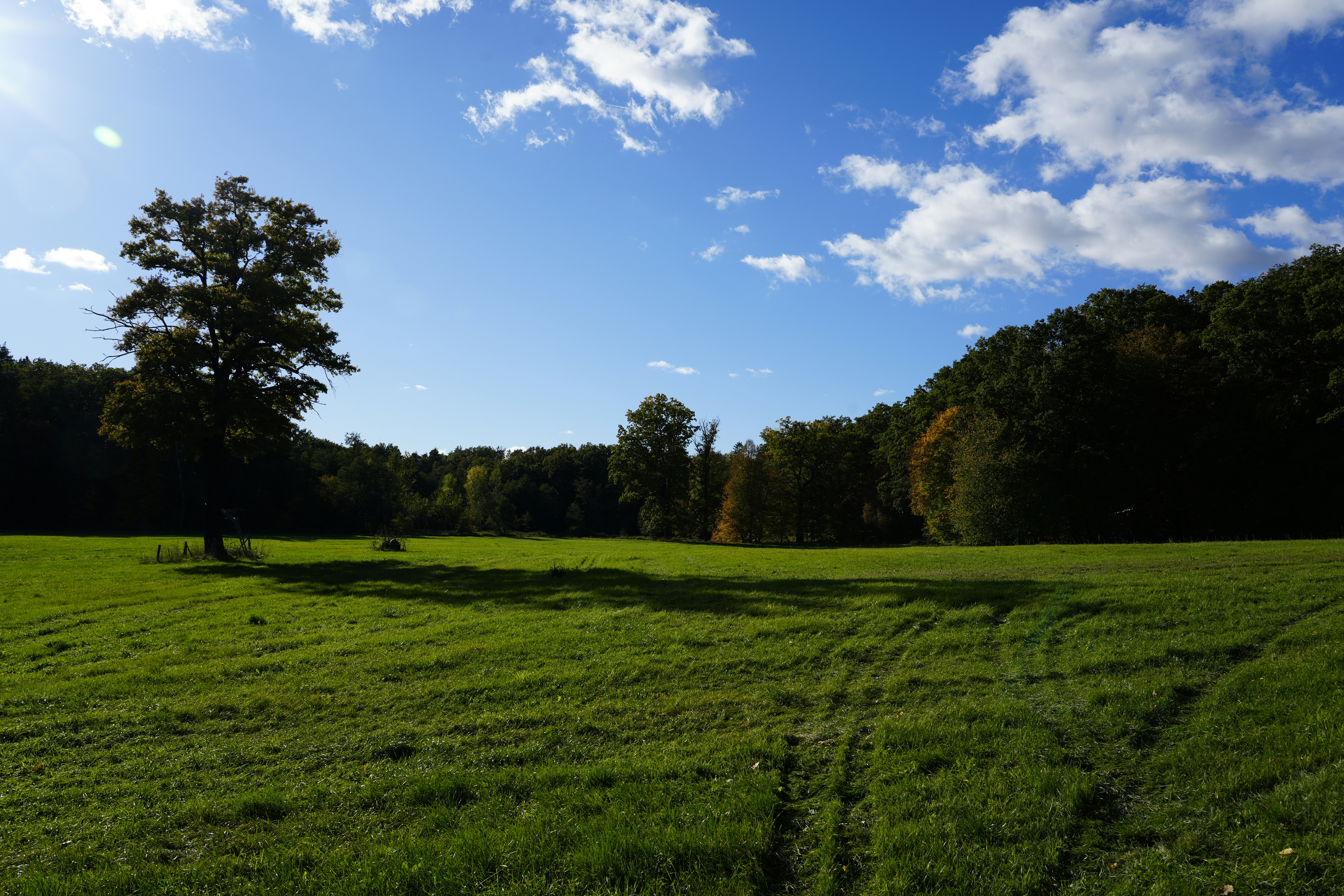 Sunlit Meadow under a Clear Sky framed by a distant tree-line