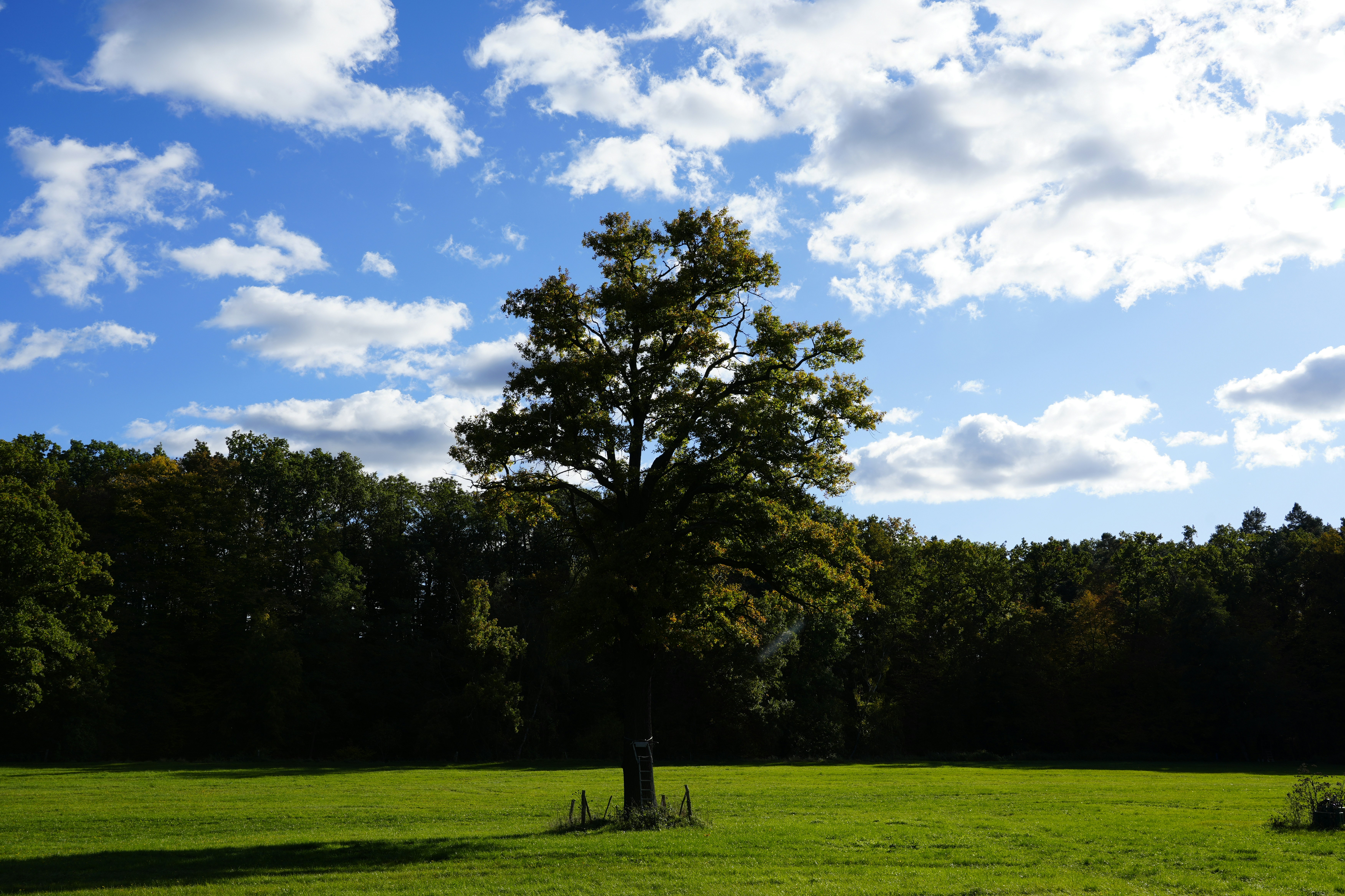  solitary tree centerpiece under a bright midday sky