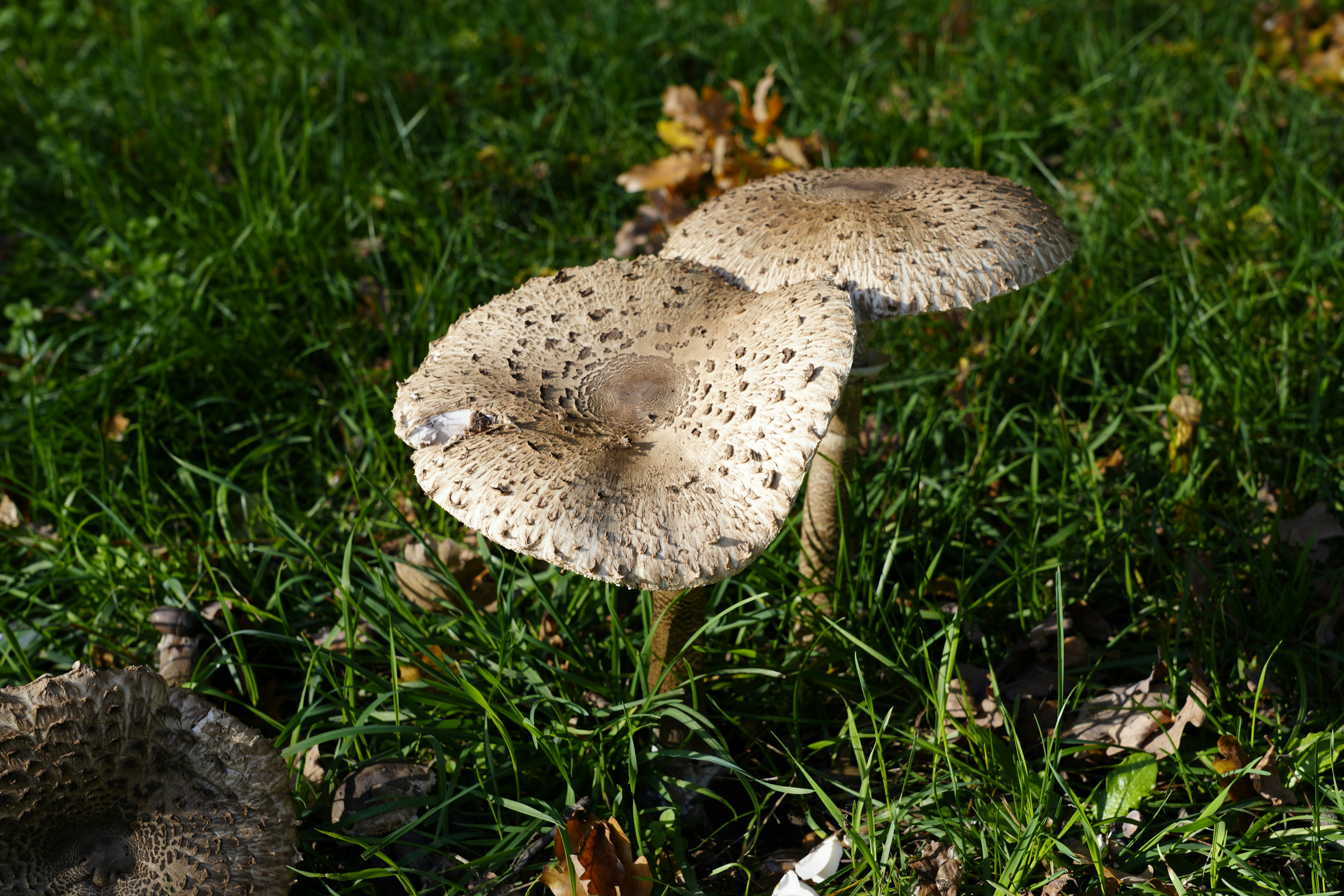 Mushroom Choir on a Grassy Stage