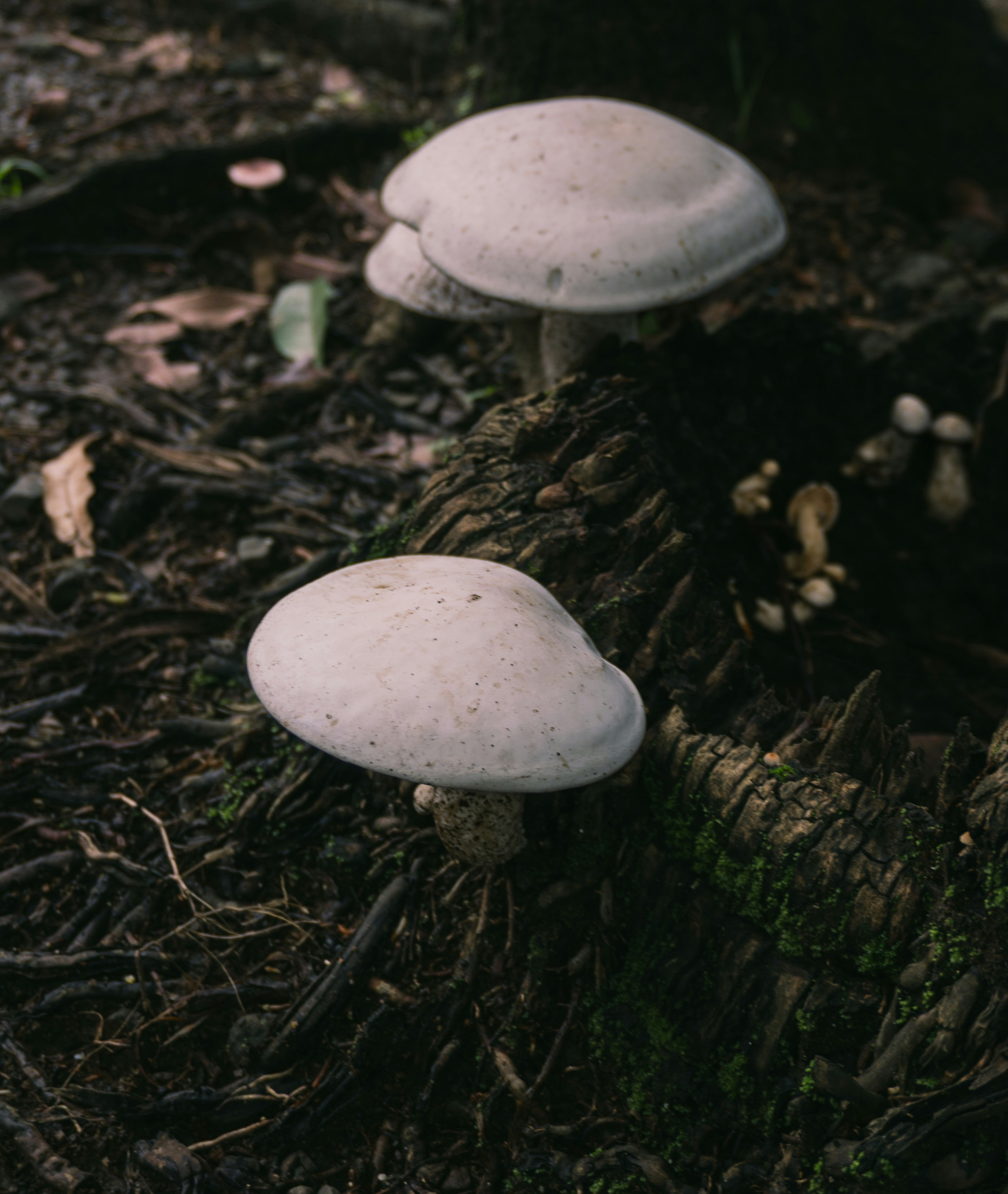 White-capped mushrooms growing from a mossy, decaying log in a dim forest setting.