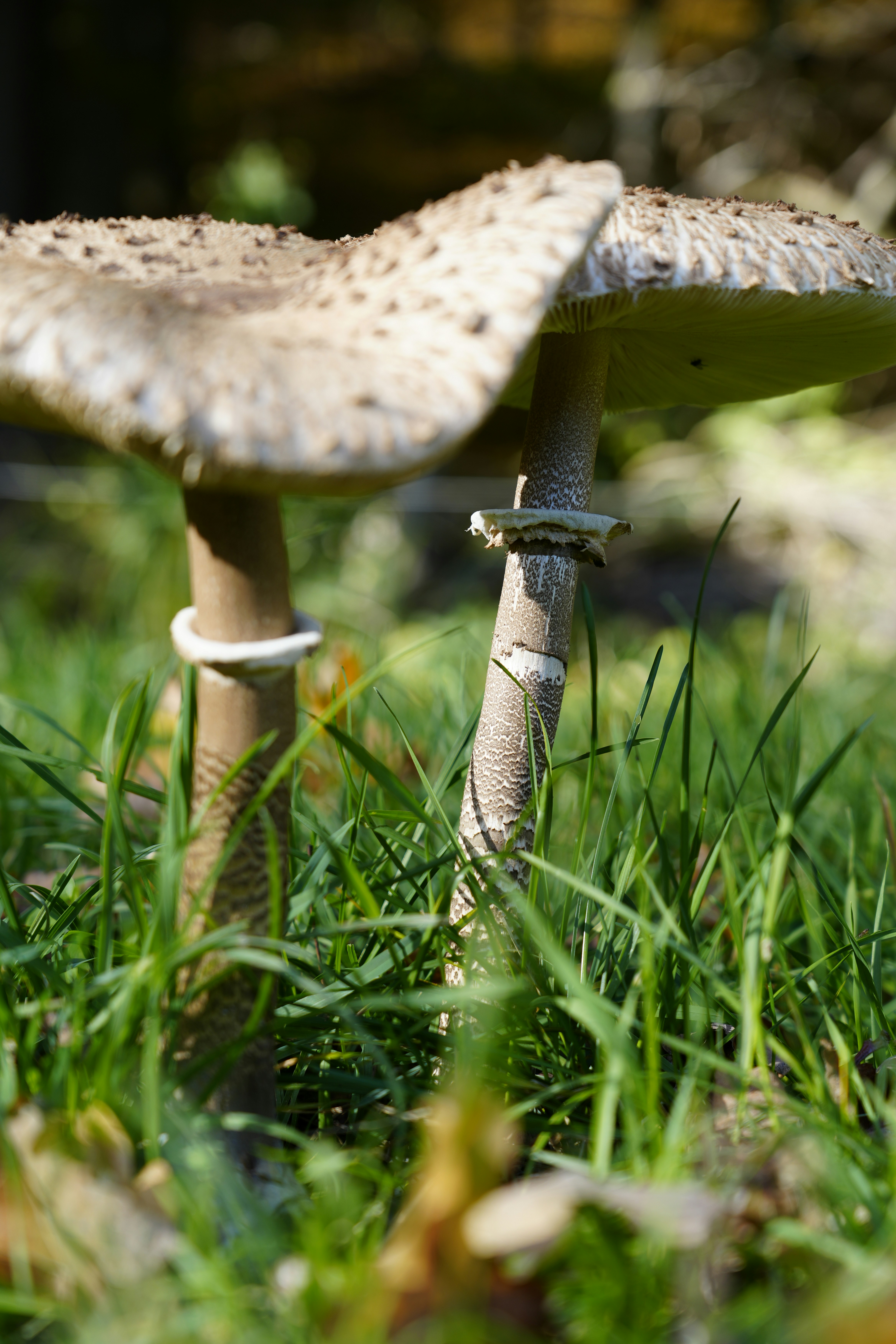 Under the Microscope: Twin Cap Mushrooms in Sunlit Grass