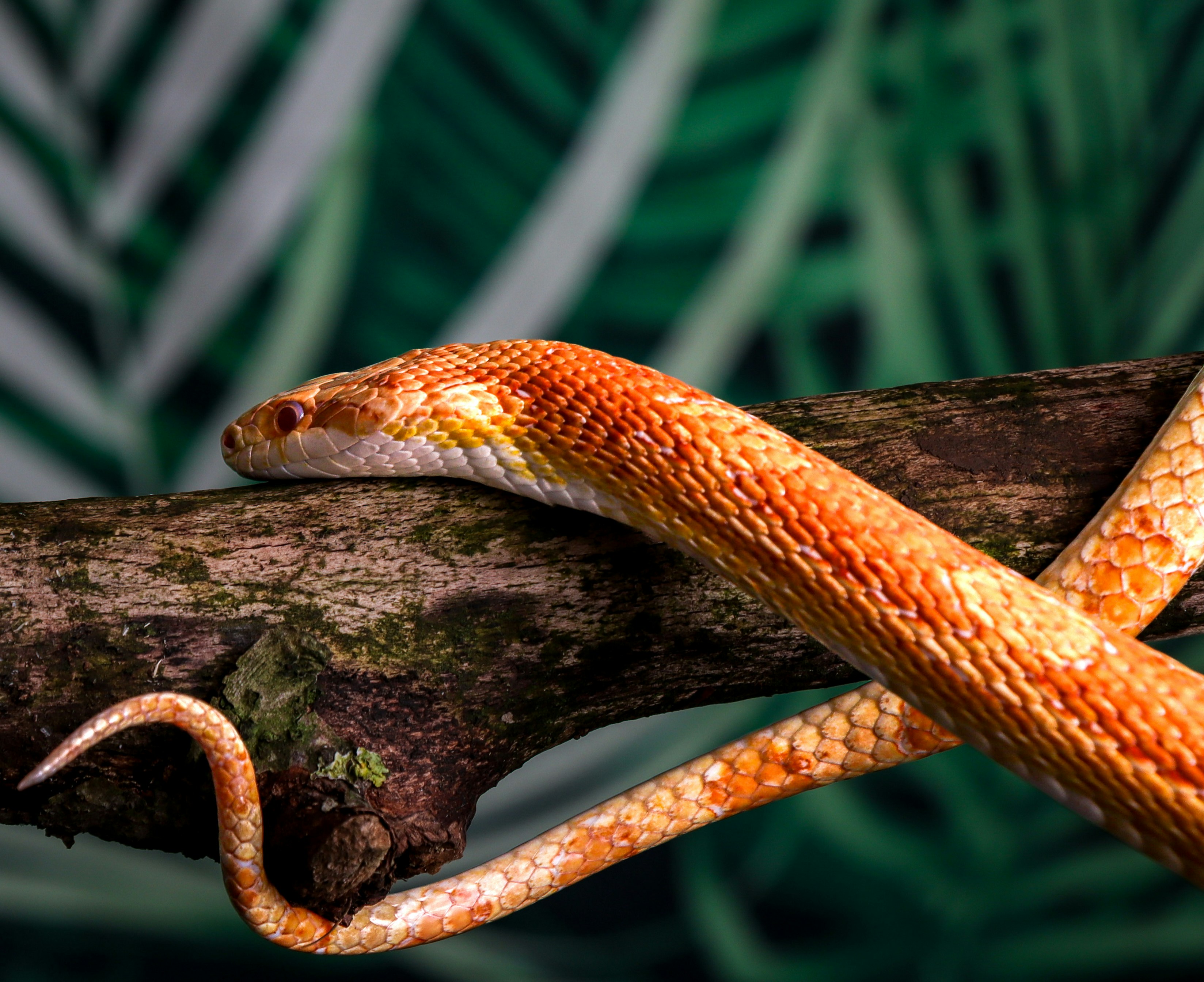 Corn snake tree hugging