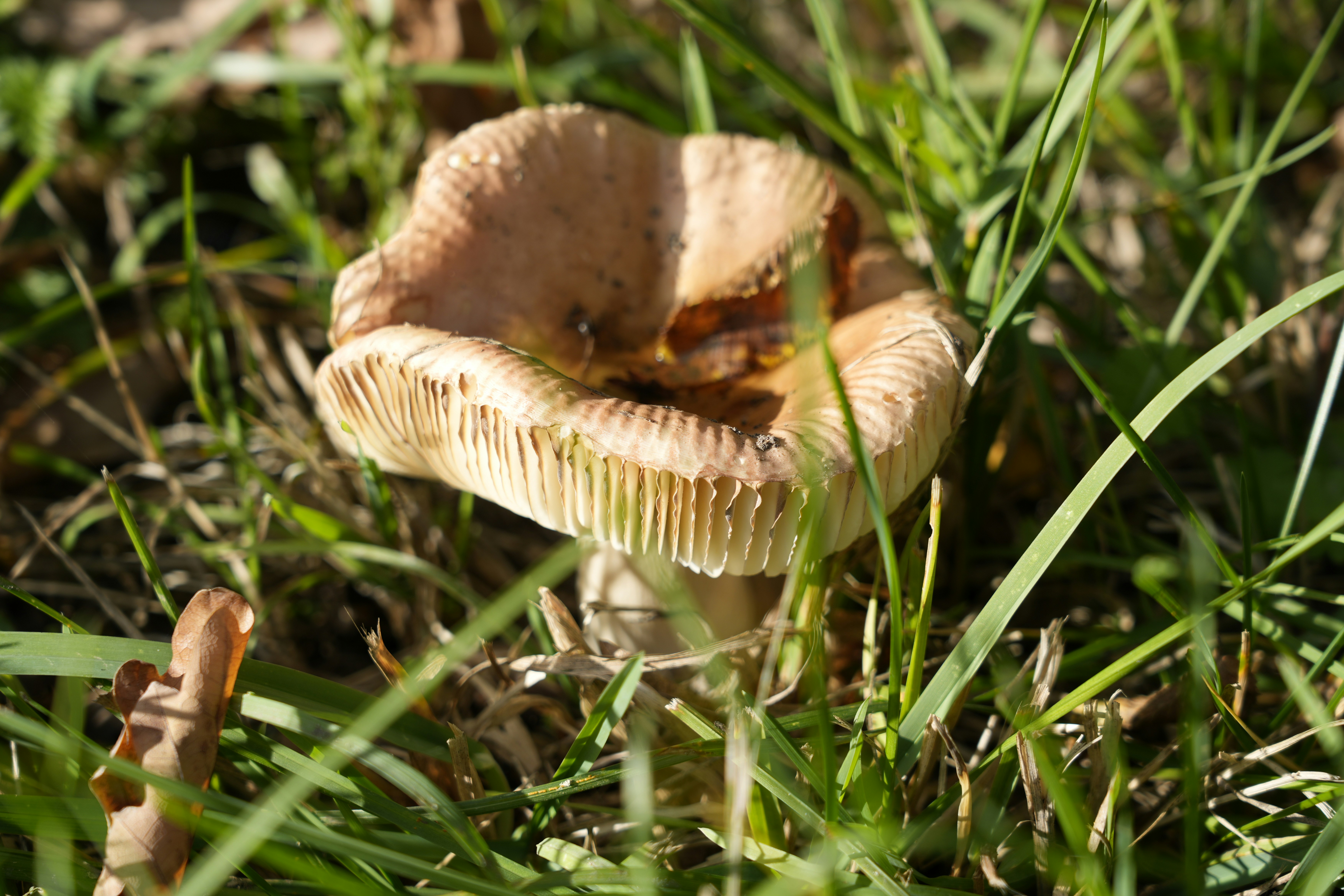 Mushroom Spotlight in Sunlit Grass