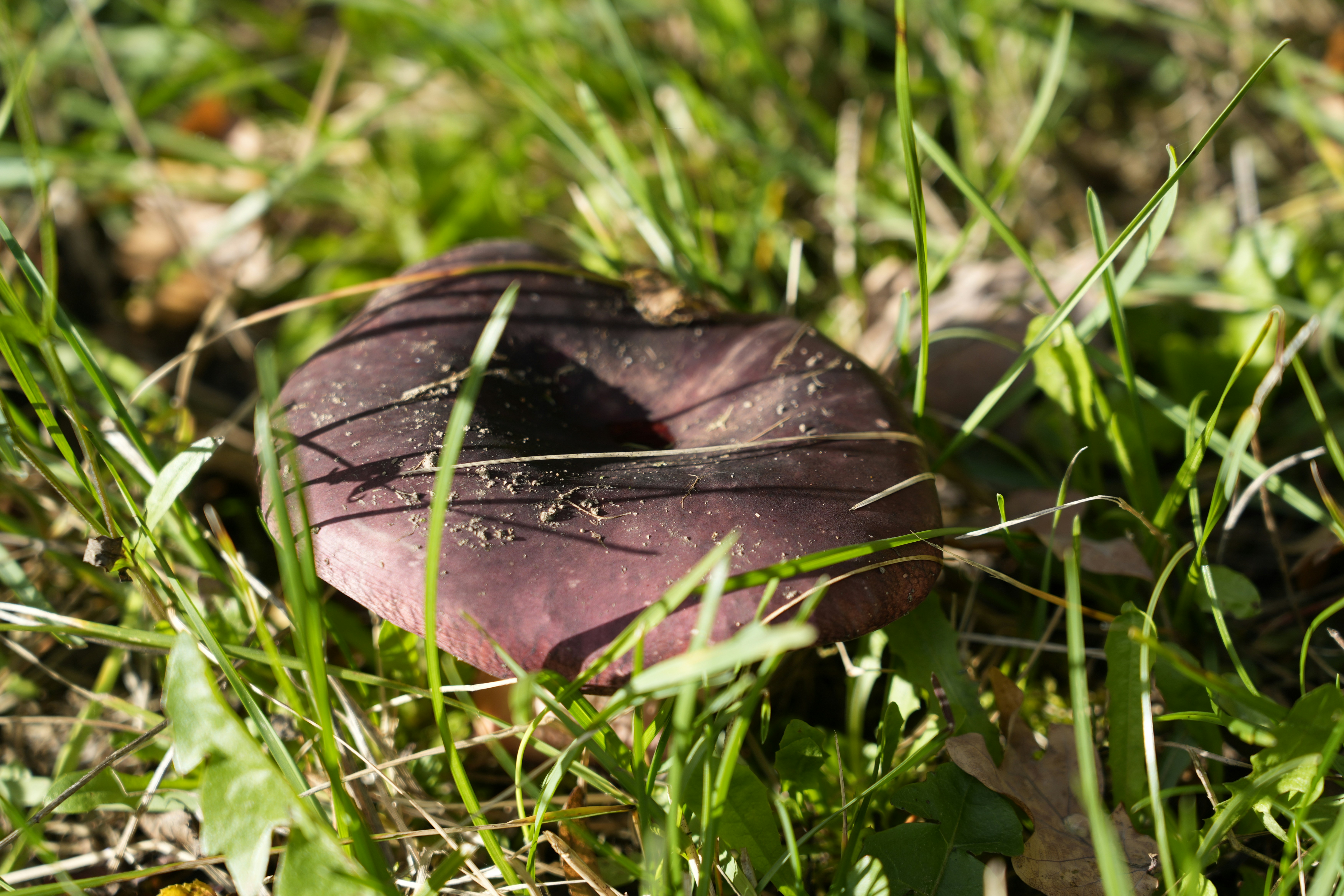Muted Requiem: A Single Amber Mushroom Among Quiet Grass