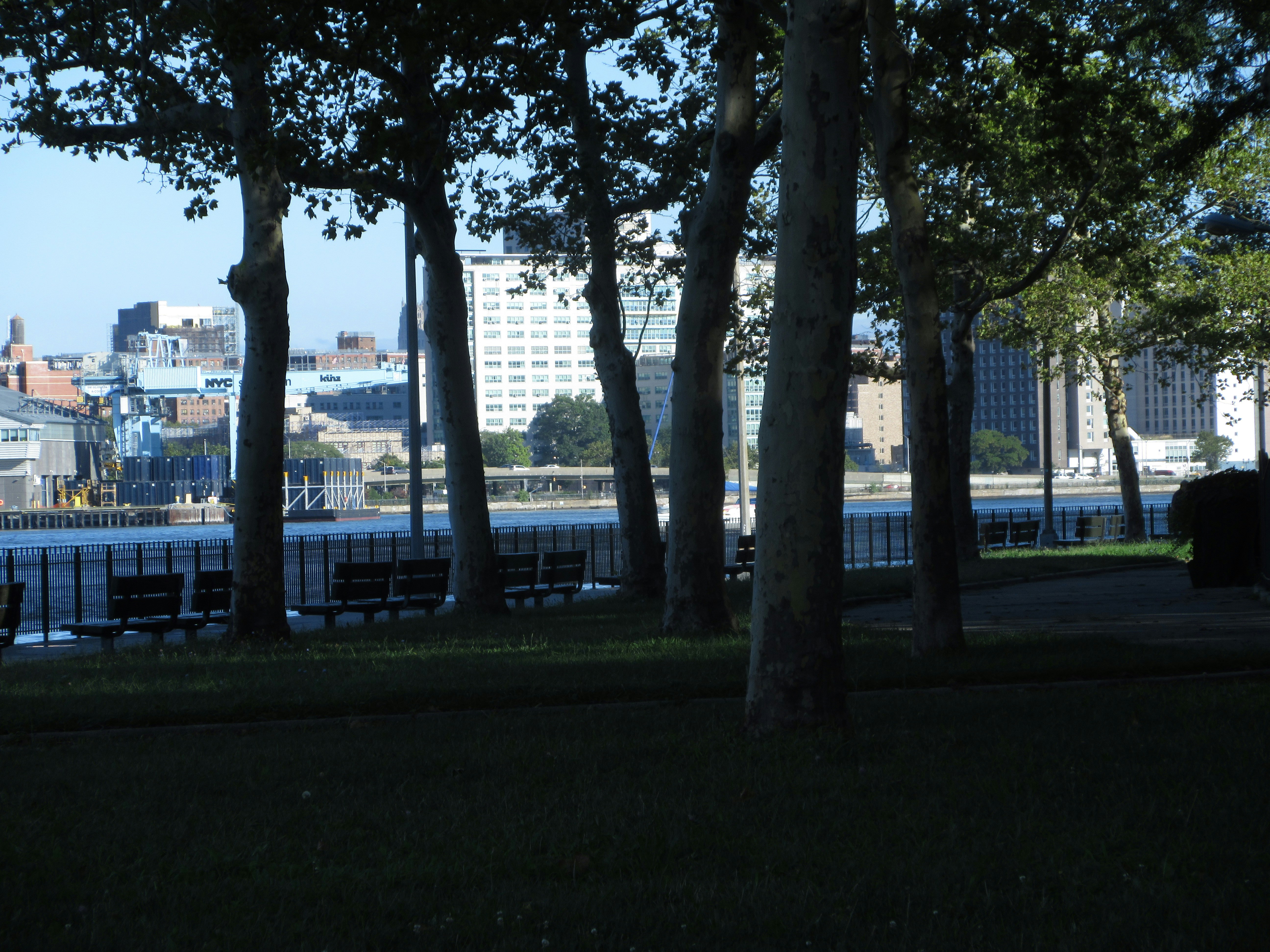 Shadows in the Riverside Park: Sunlit Trees Over a Quiet Boulevard