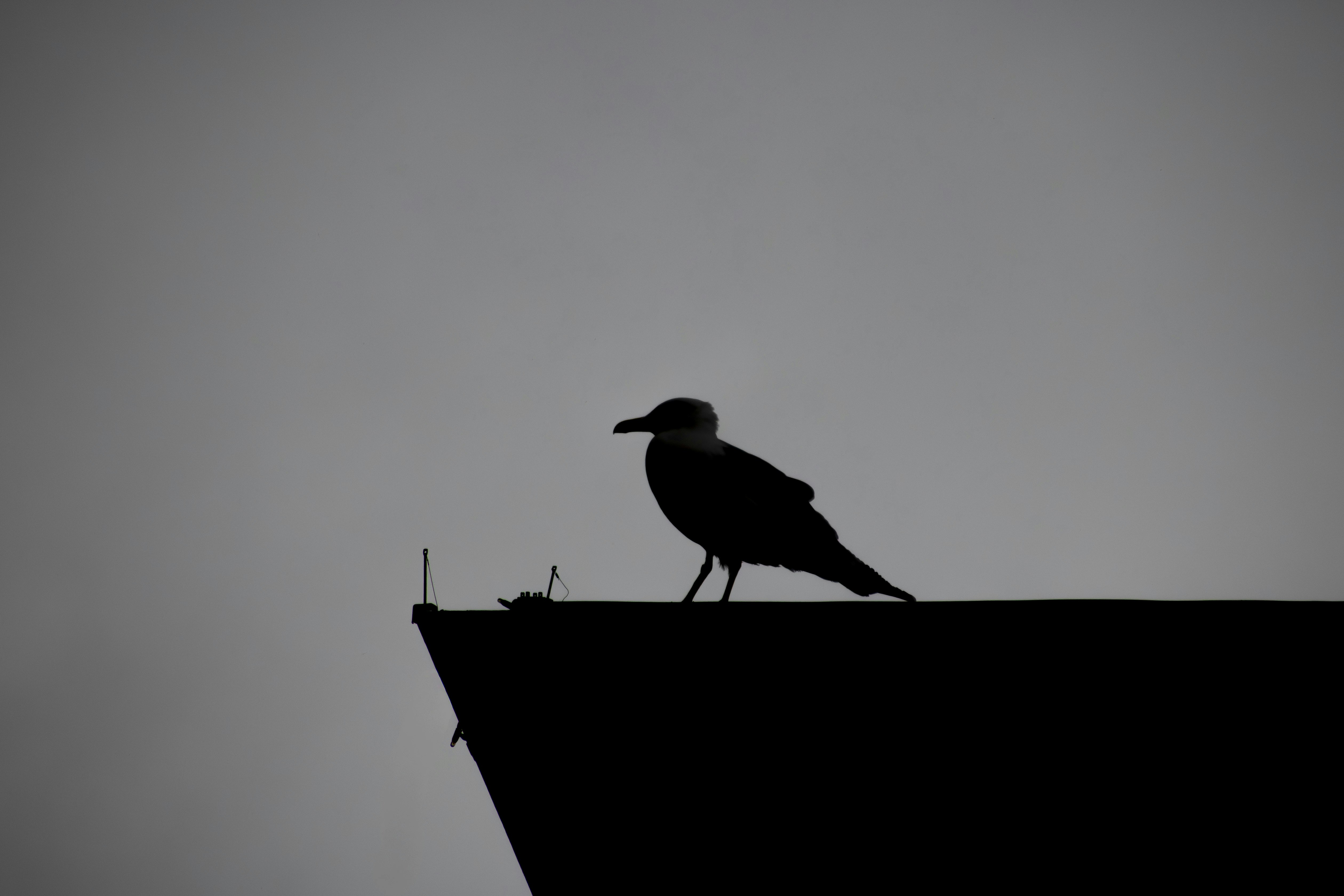 Silhouette Sentinel: A lone seabird perched along a sharp roofline