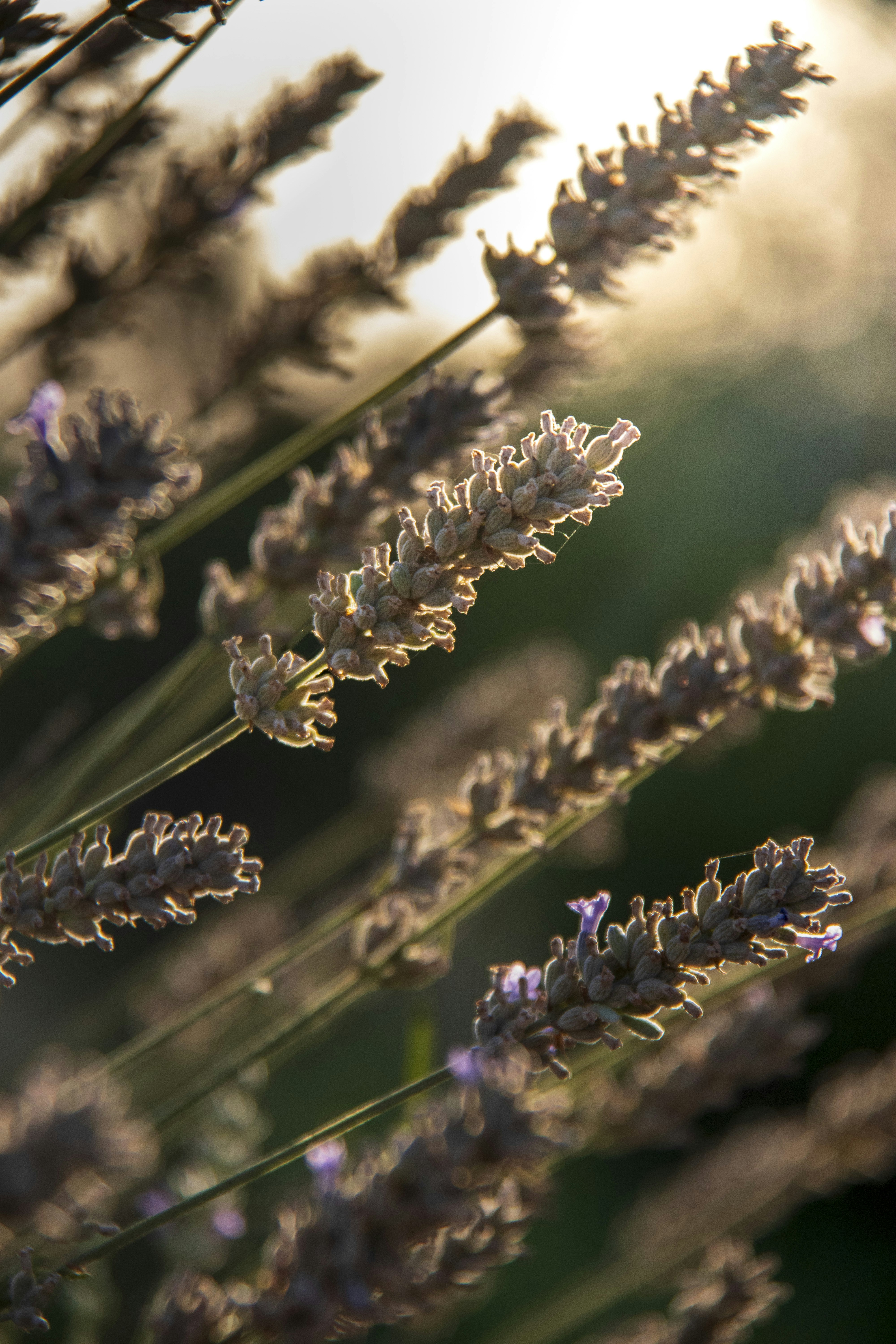 Amber Backlit Lavender Spires in Soft Evening Light