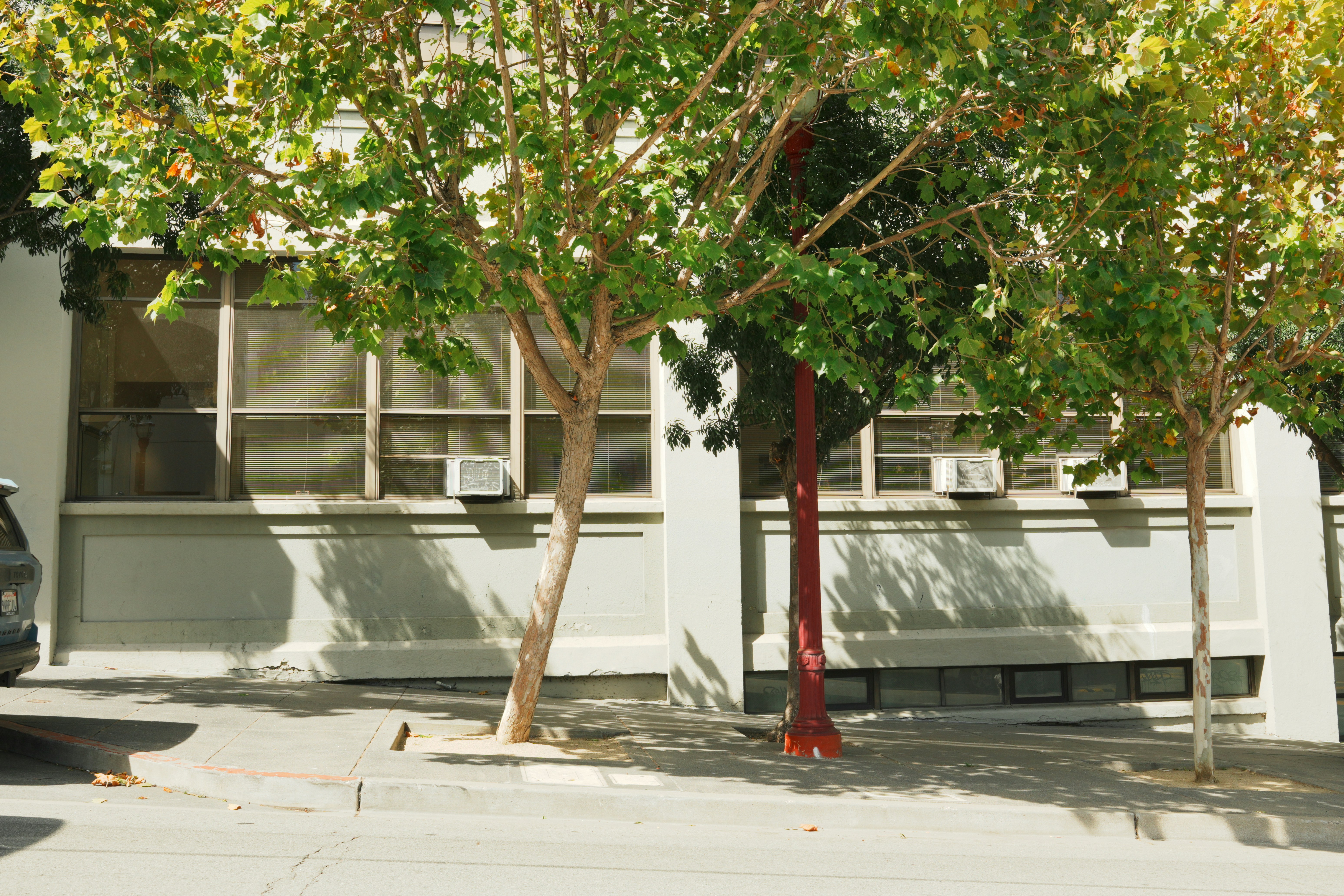 Tree-lined storefront casting dappled shadows on a quiet city sidewalk