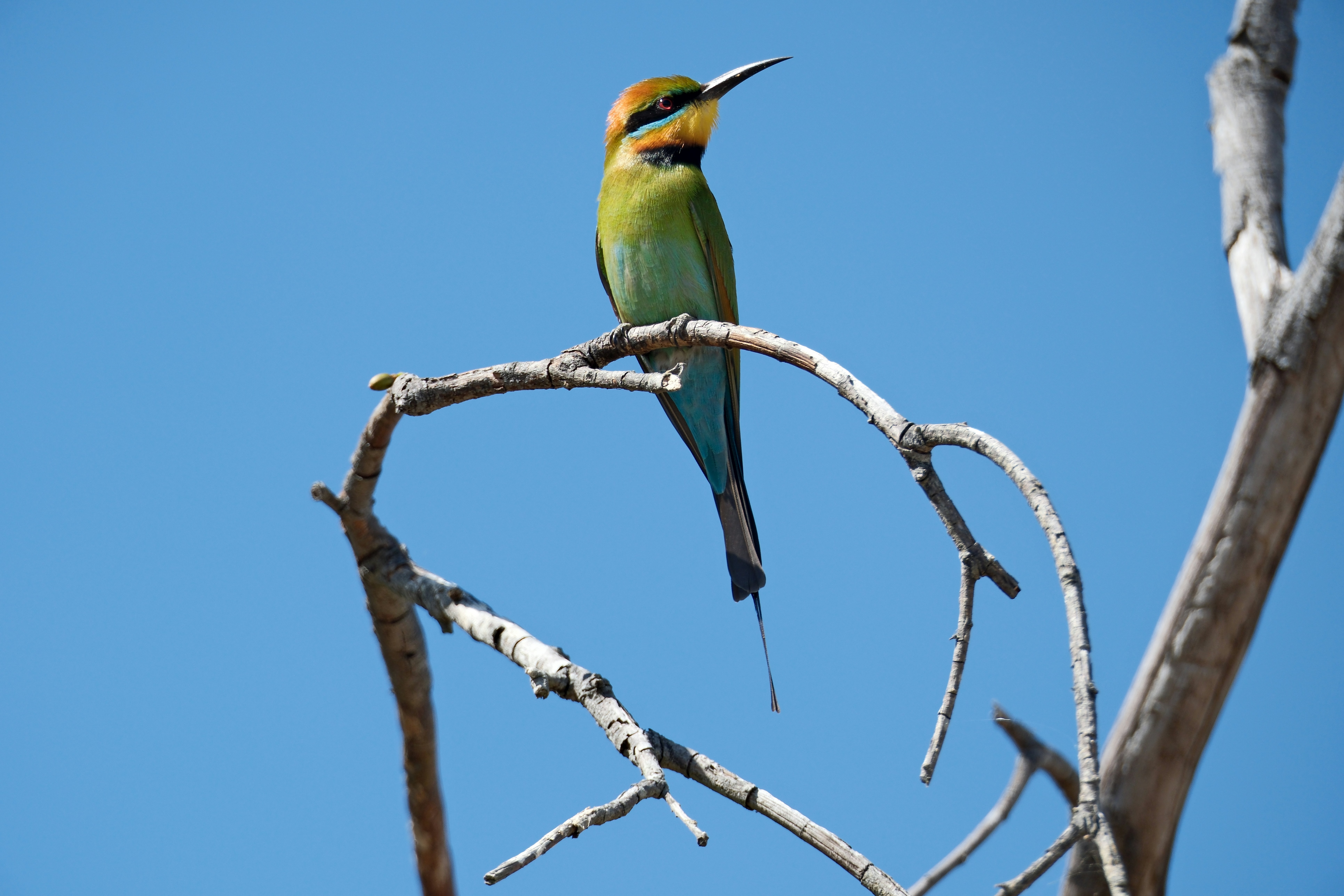 Colorful bee-eater perched on a weathered branch against a crisp blue sky. A clean portrait that emphasizes the bird’s vibrant plumage and long tail.