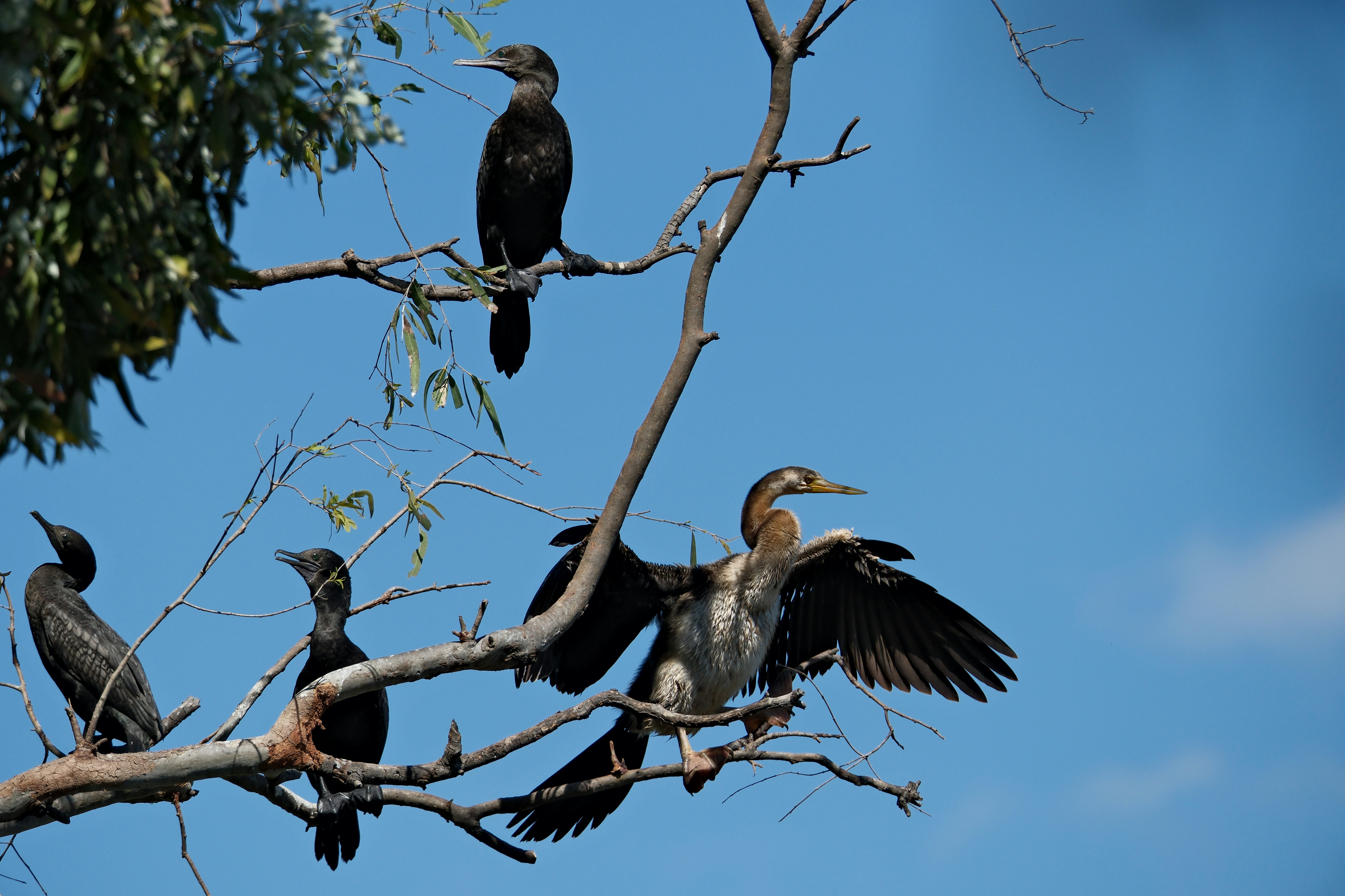 Perched and Winged: A Trio of Cormorants on a Quiet Branch