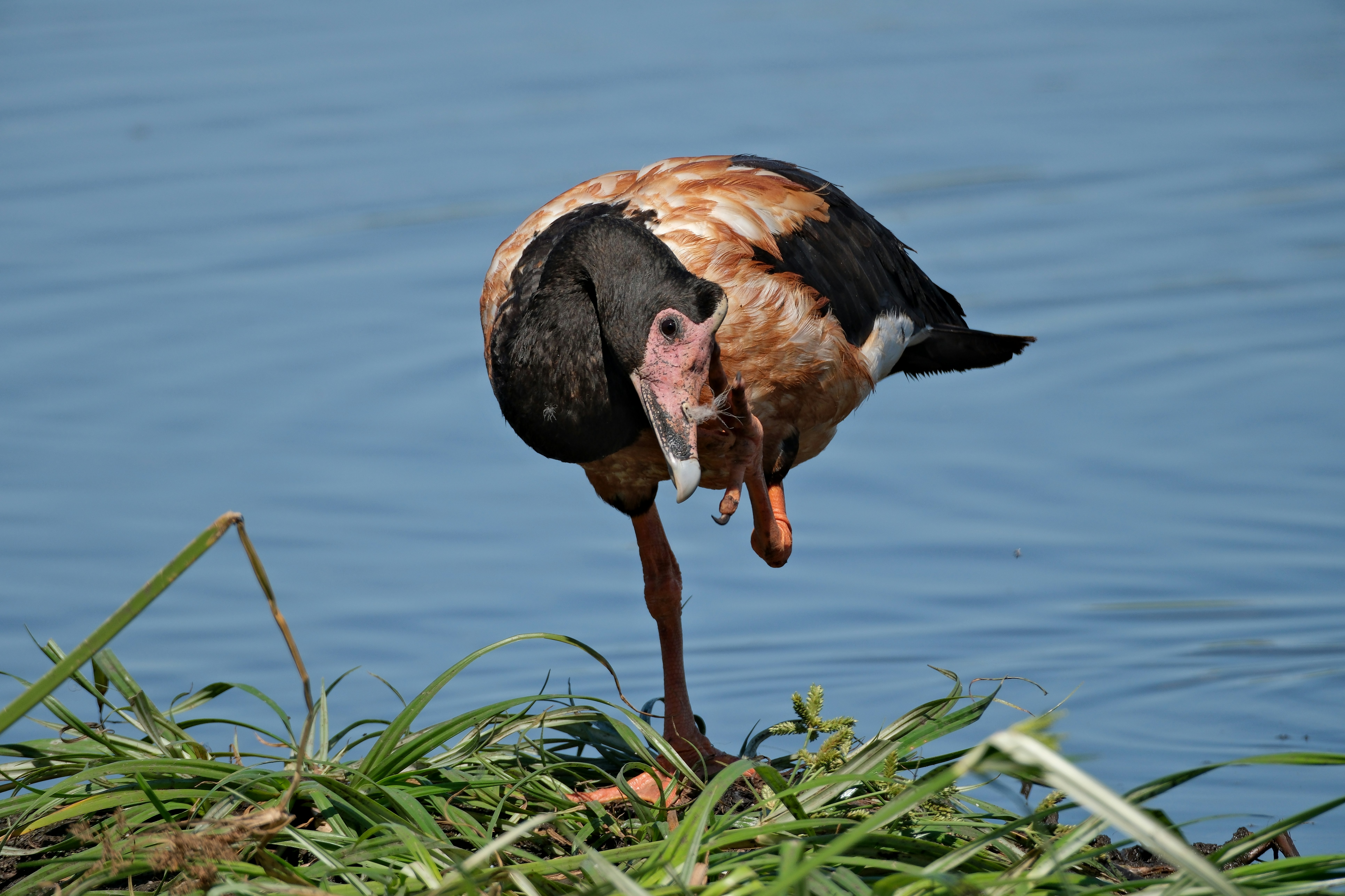 Hinged Nightly Preening: Flamingo Pause by the Water