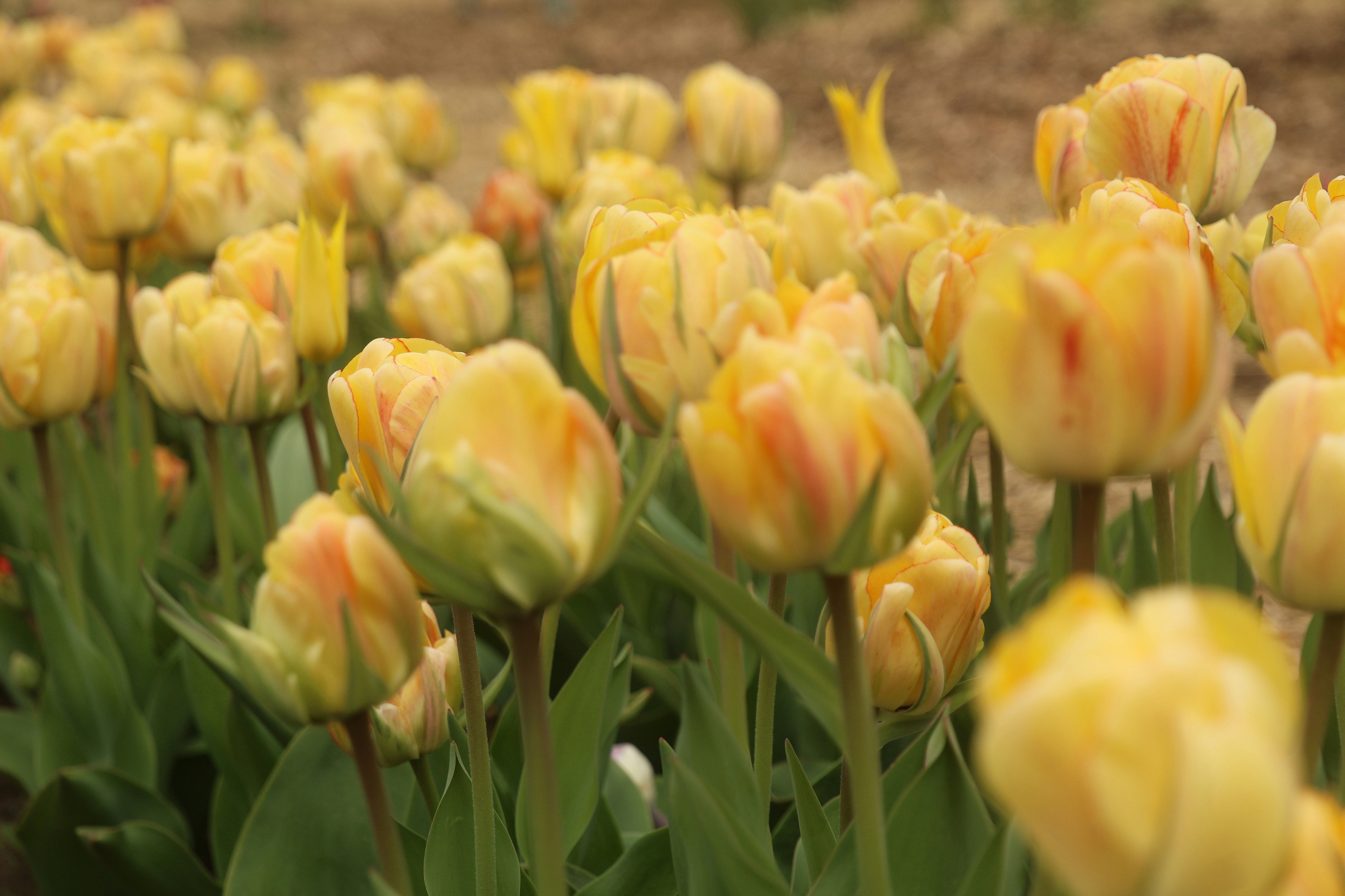 Sunlit Tulips in Soft Focus