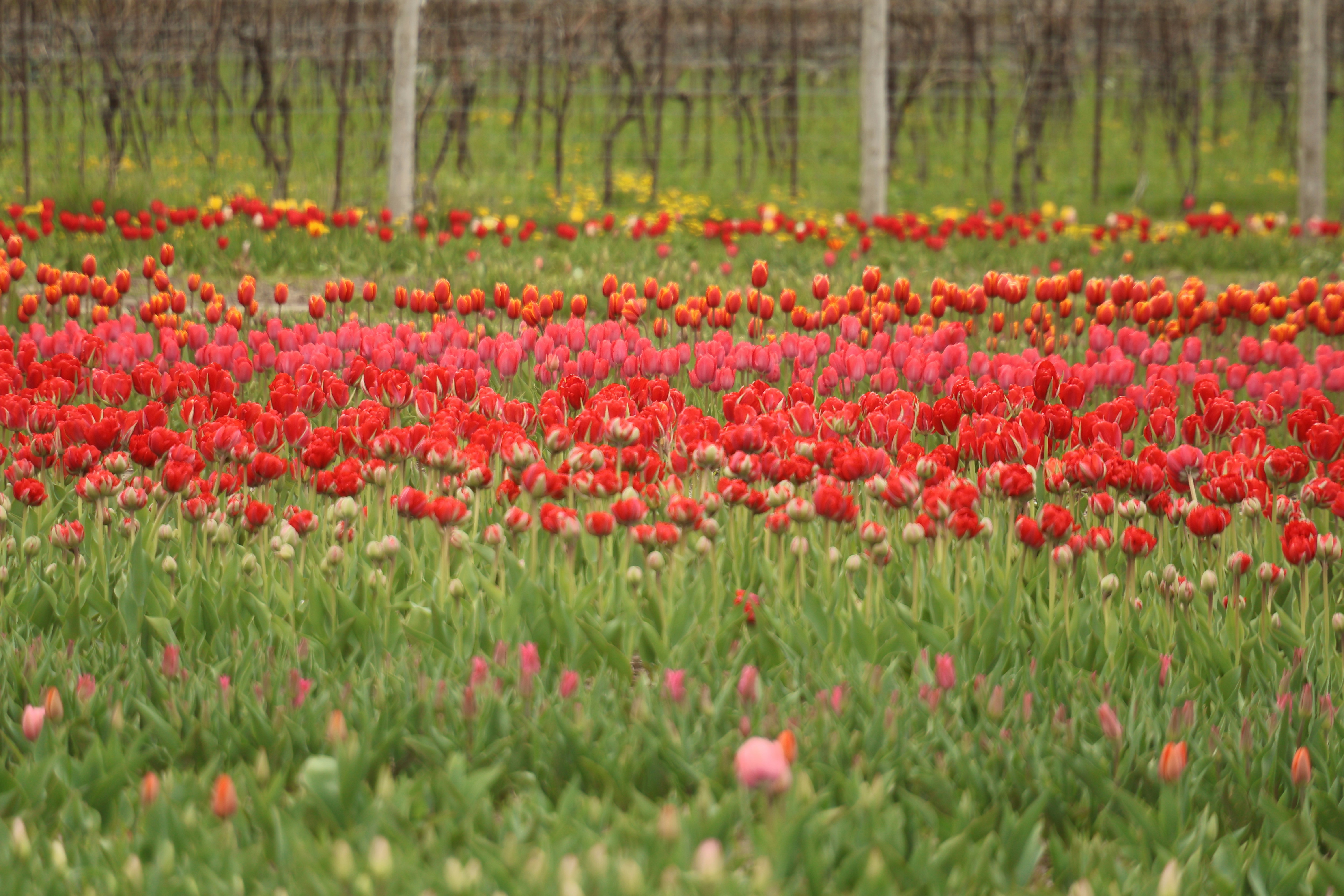 Vivid Tulip Sea Beneath a Distant Trellis of Rows