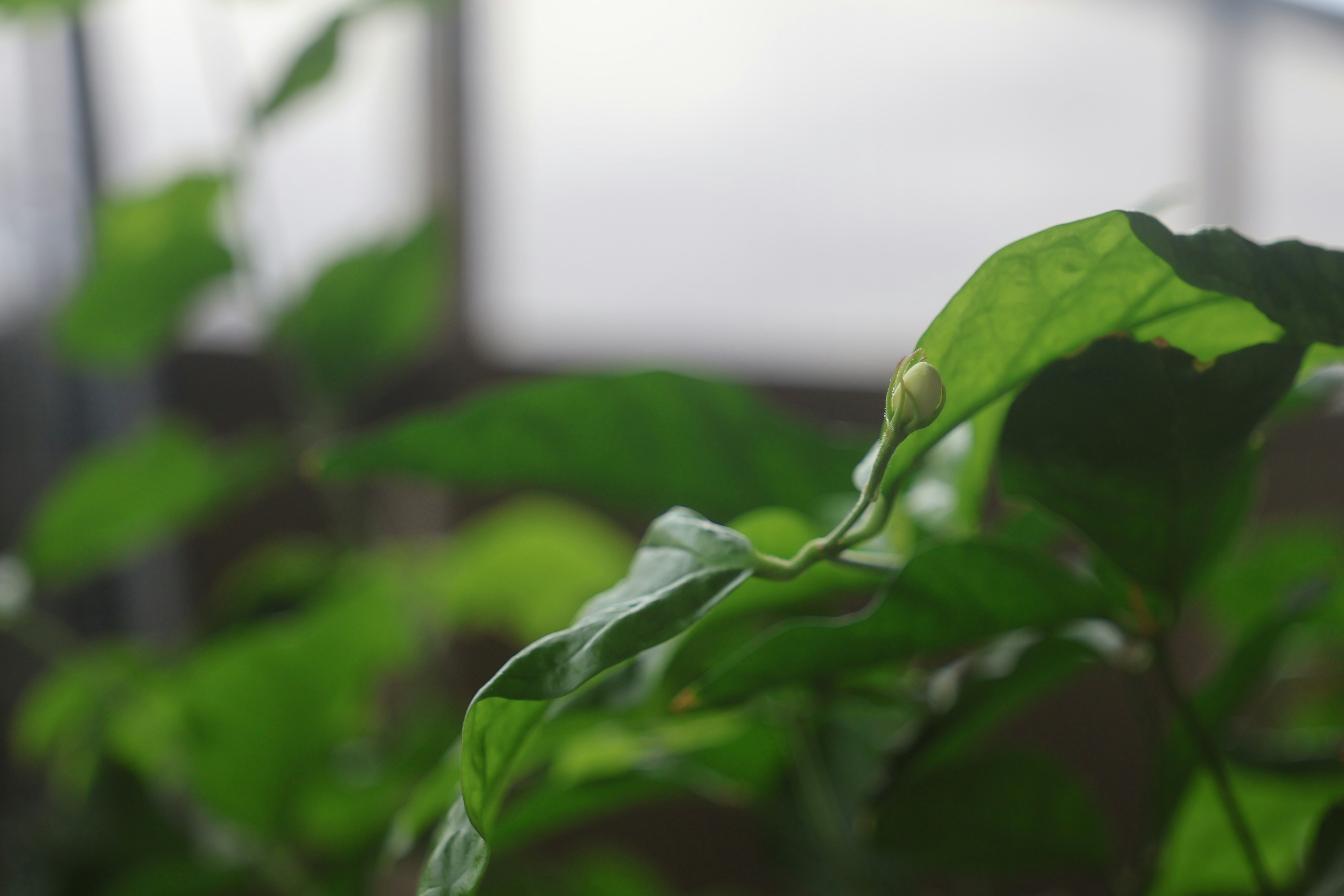 Tender Emergence: A Green Shoot Reaches Toward the Light