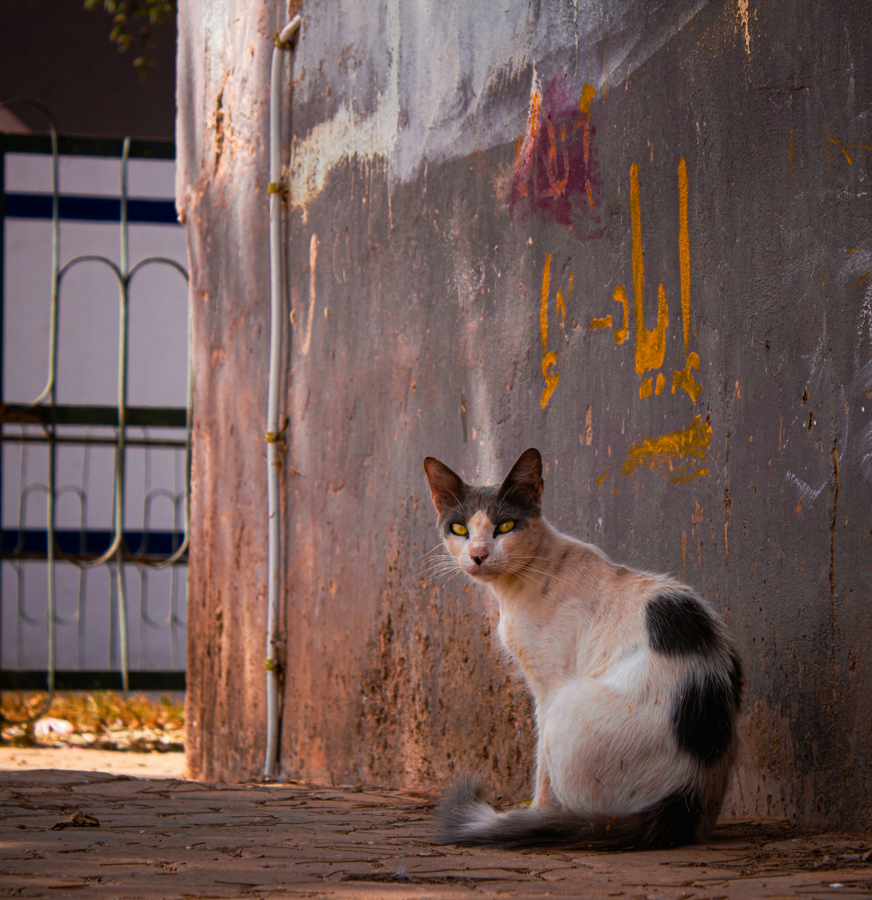 Sunlit Alley Cat: A Quiet Moment by the Graffiti Wall
