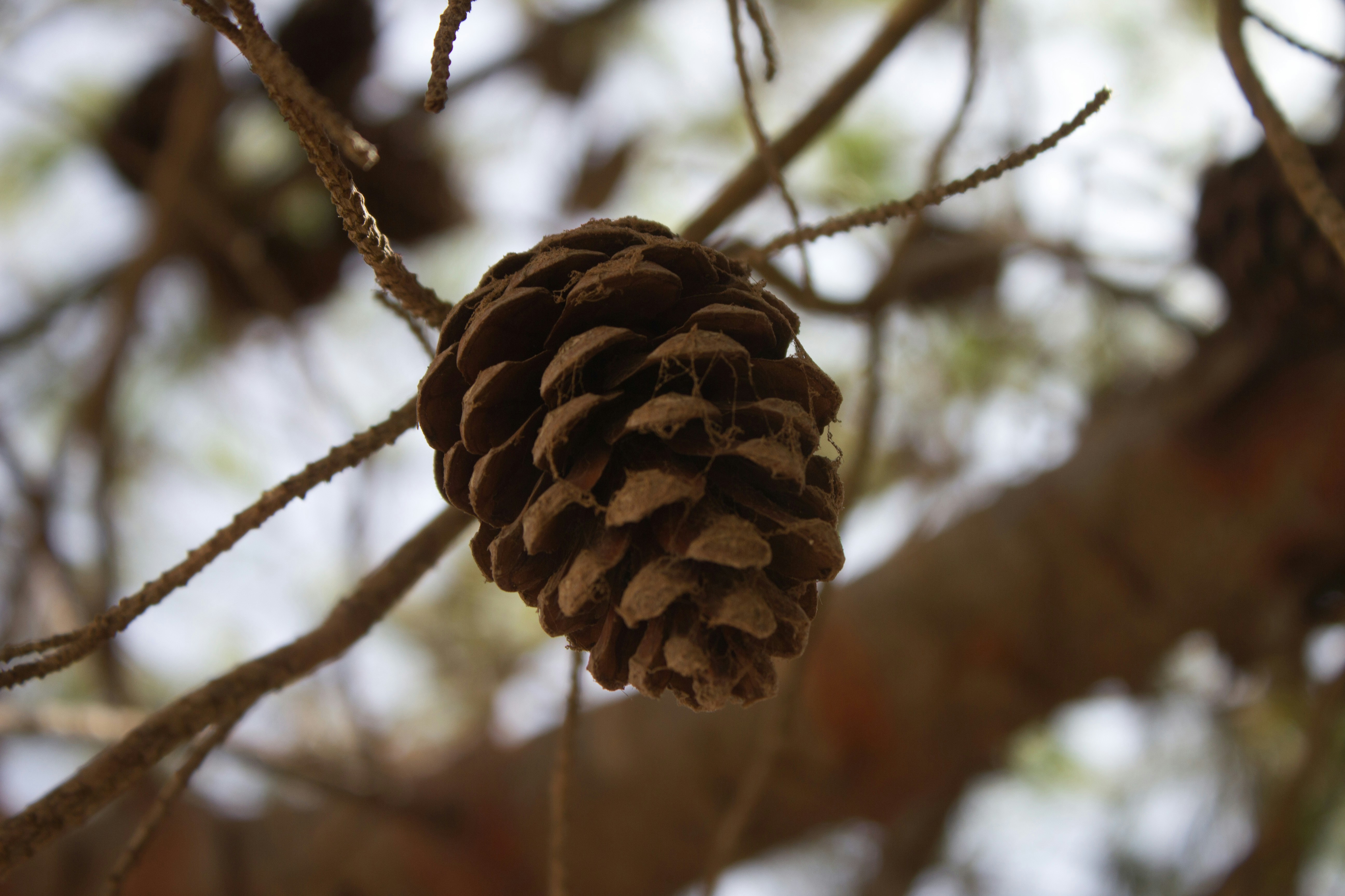 Fallen Pinecone: A Quiet Close-Up of Winter Texture