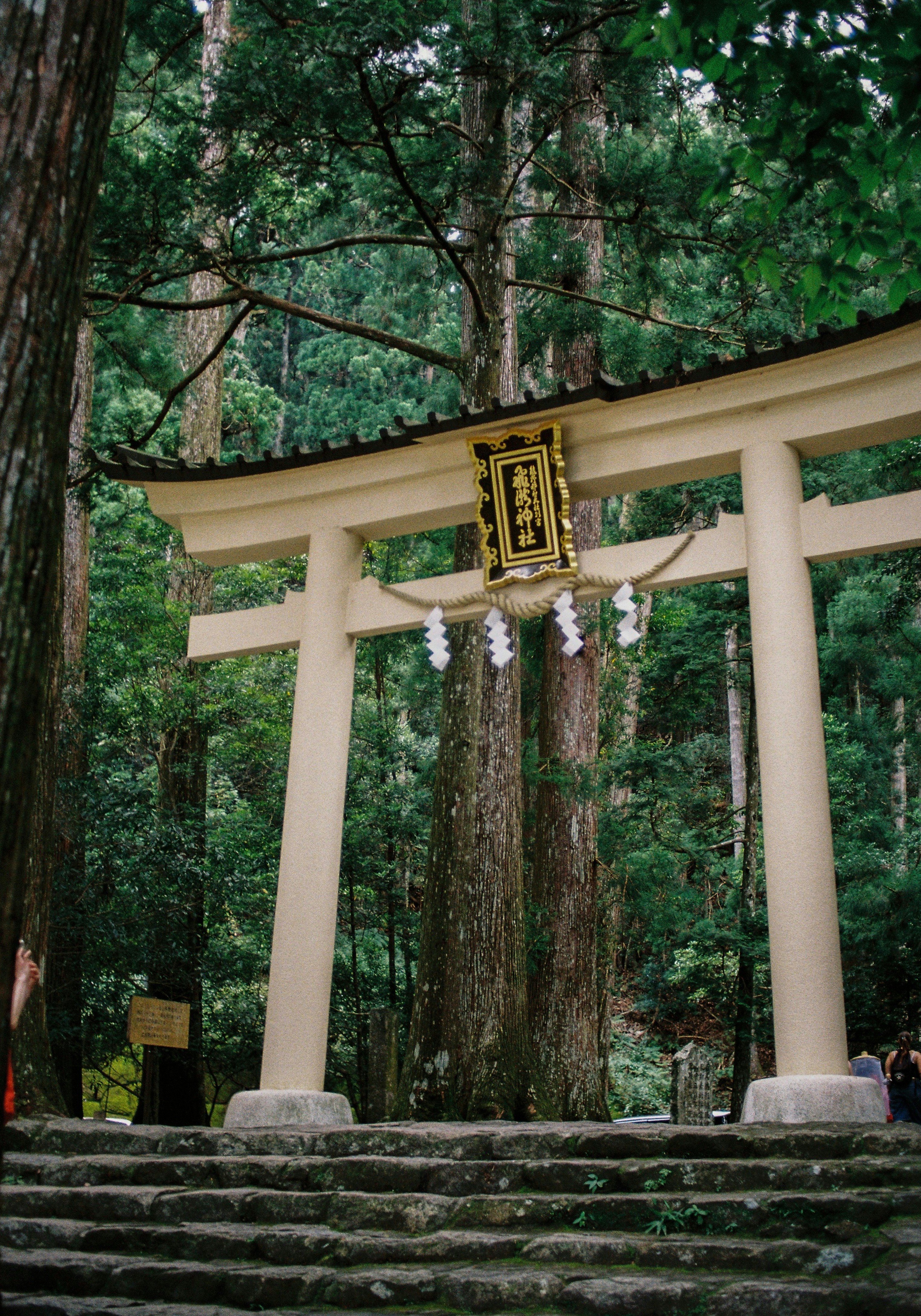 Sacred Gate: A Torii Framing the Forest Path