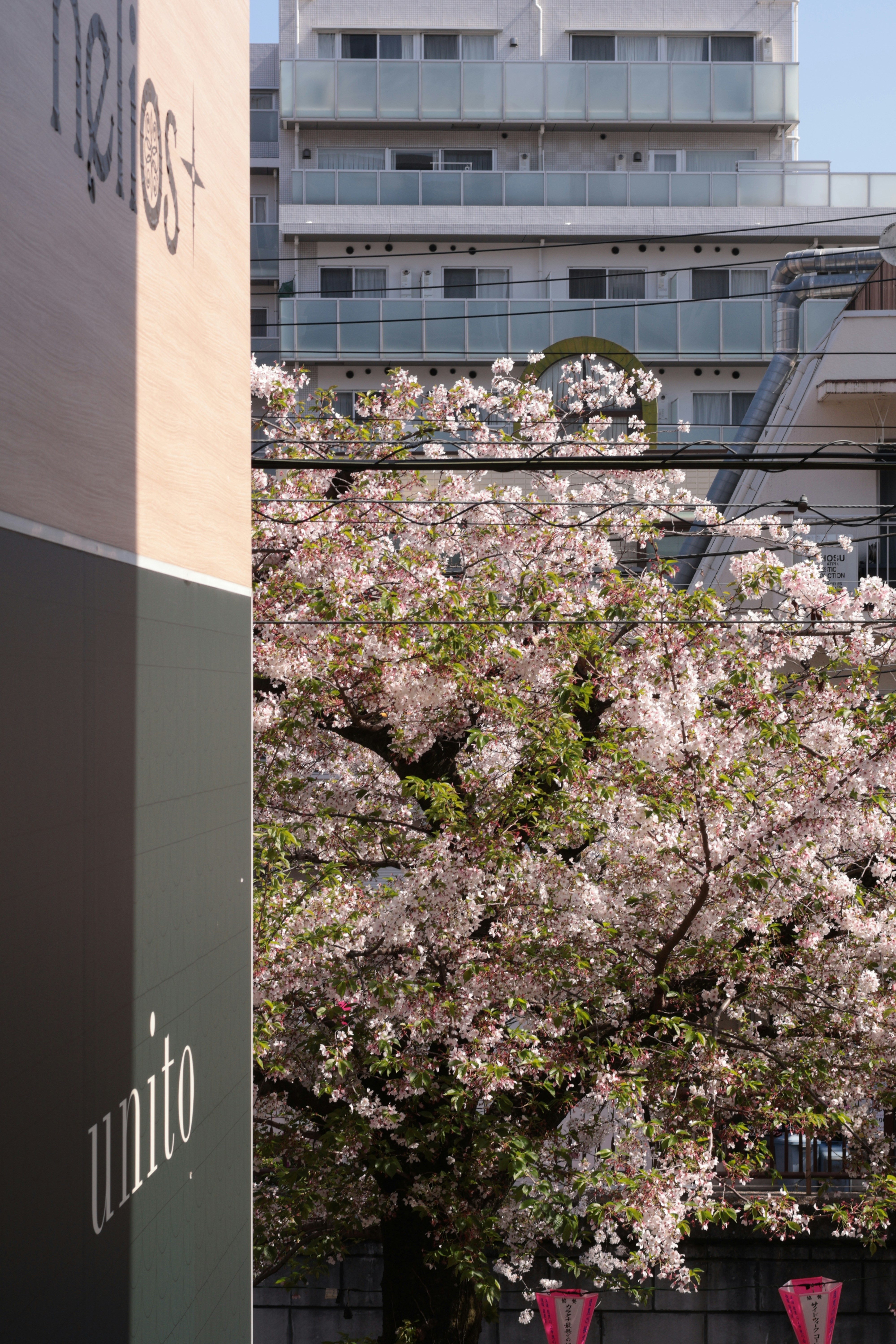Cherry Blossom Window: Urban Bloom Beyond a Modern Facade
