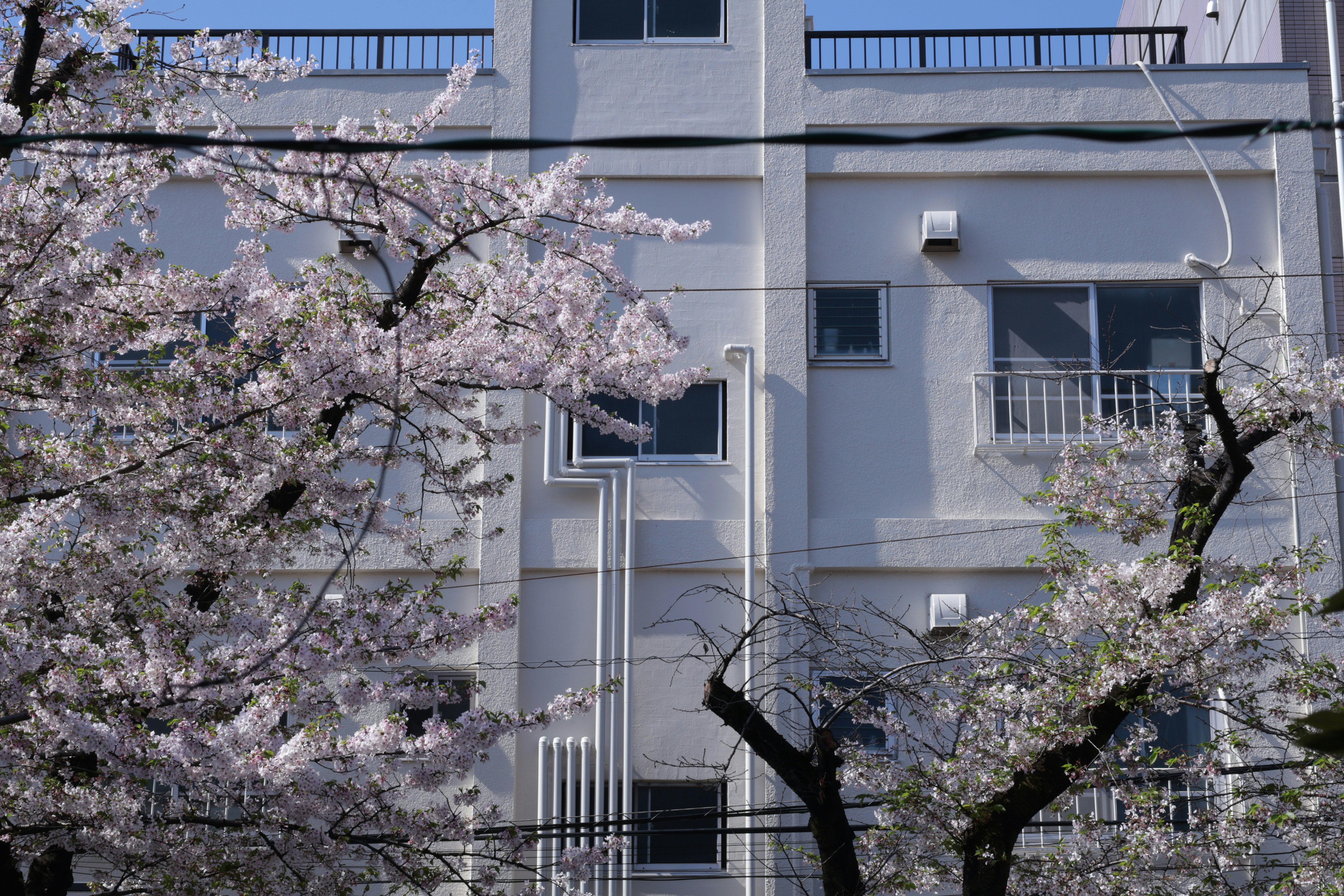 Cherry Blossoms Framing a Quiet Urban Facade