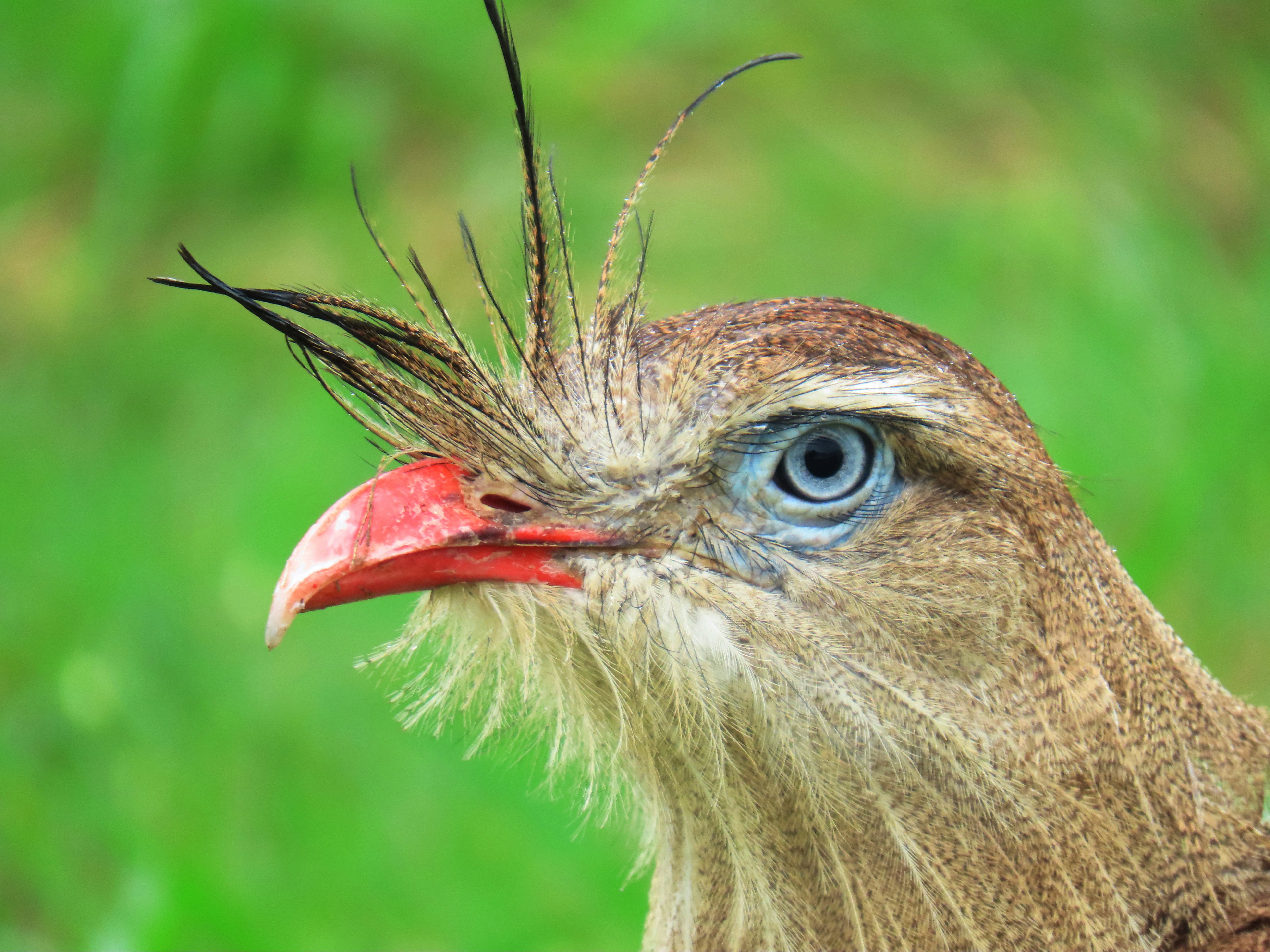 Red-crested Stare: A Strand of Feathered Drama in Studio Green