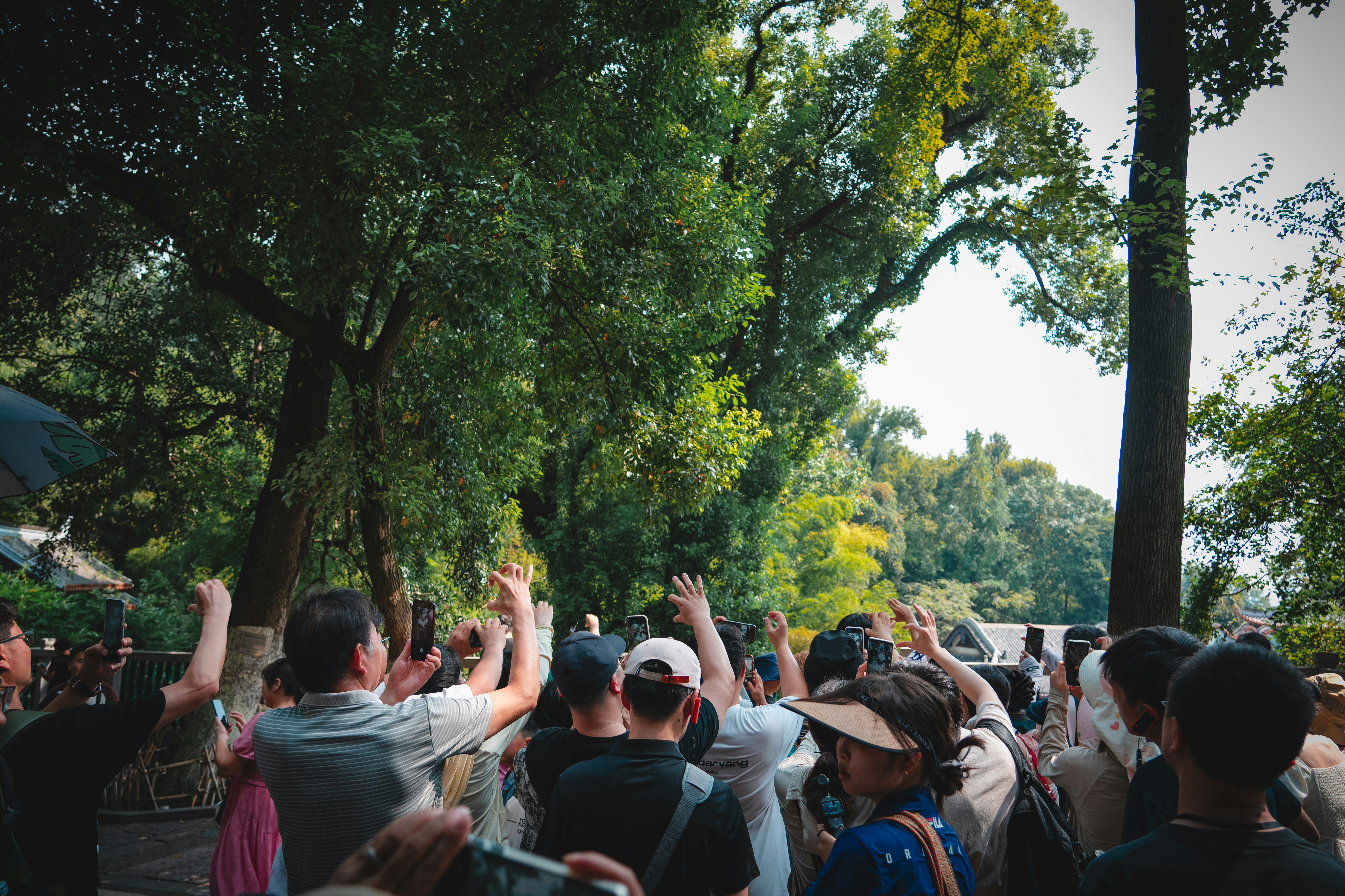 Crowd Gathering in a Park: Hands Raised Toward a Light-filled Tree Canopy