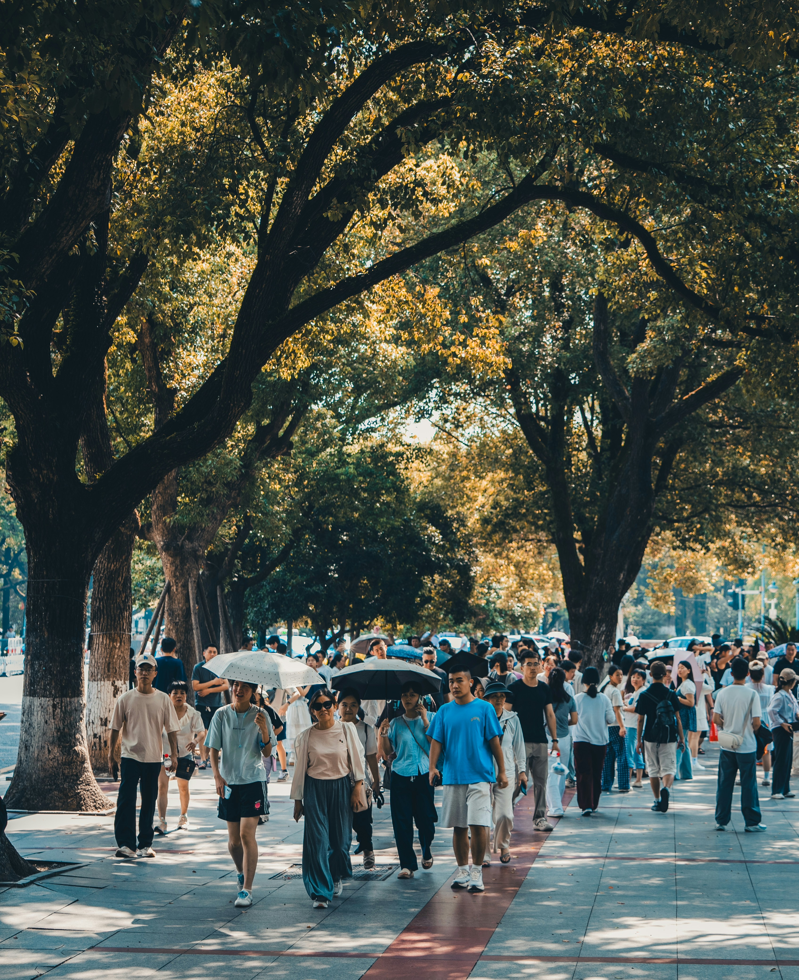 City stroll under autumn canopy: a sunlit crowd on a tree-lined promenade