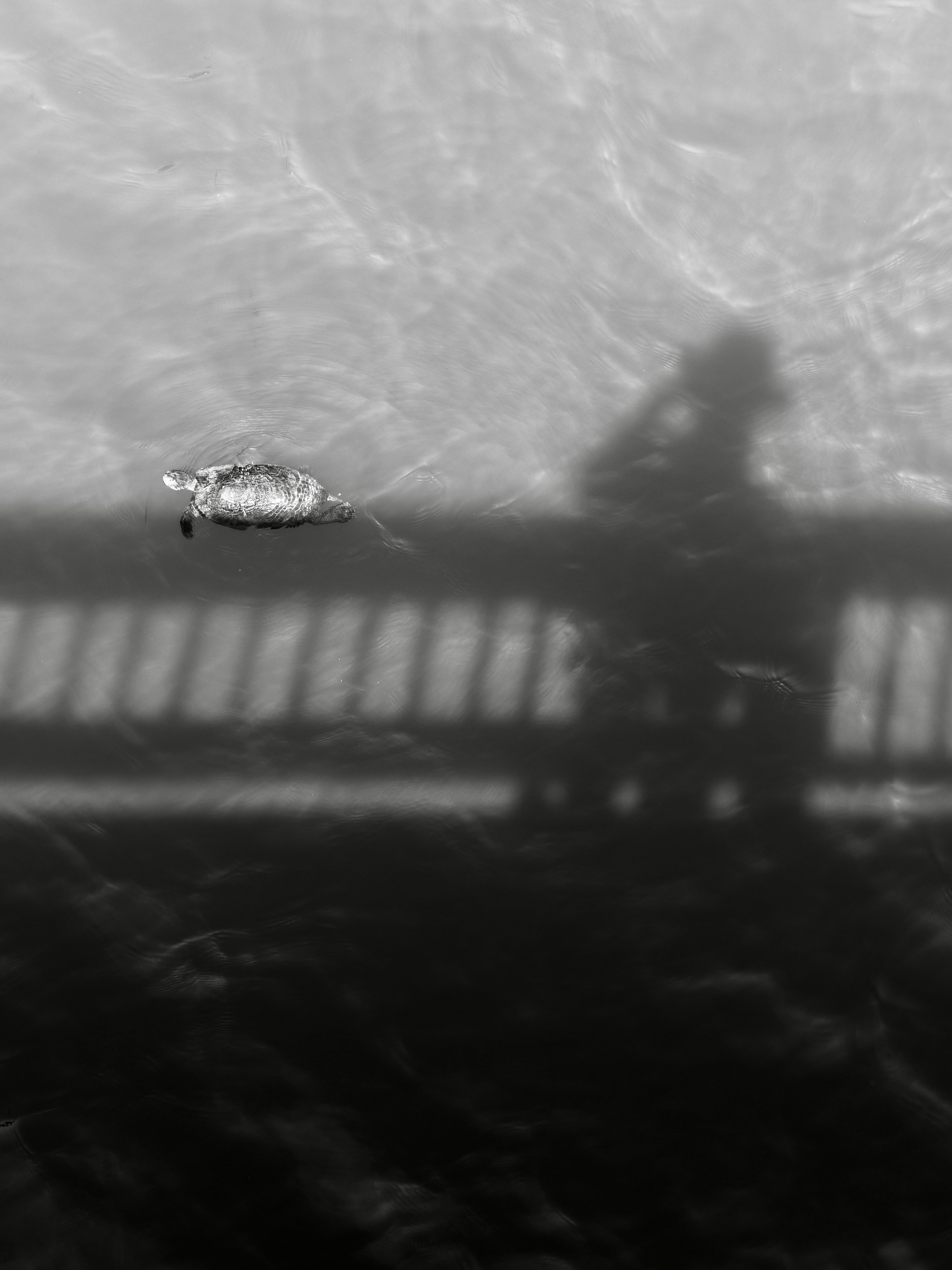 Shadowed Paddleboarder and Tidal Turtle