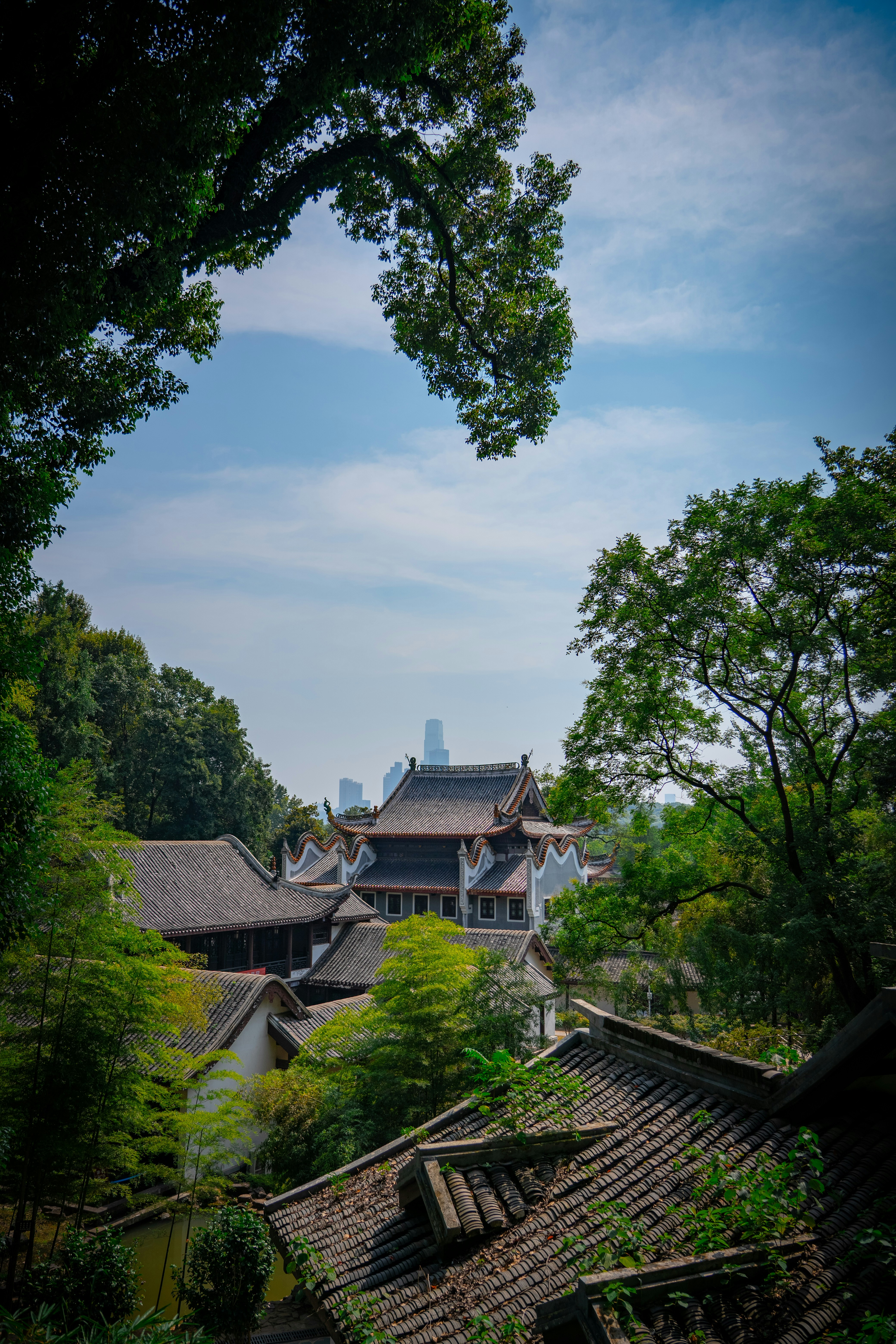 Timeless Teahouse summit framed by ancient limbs