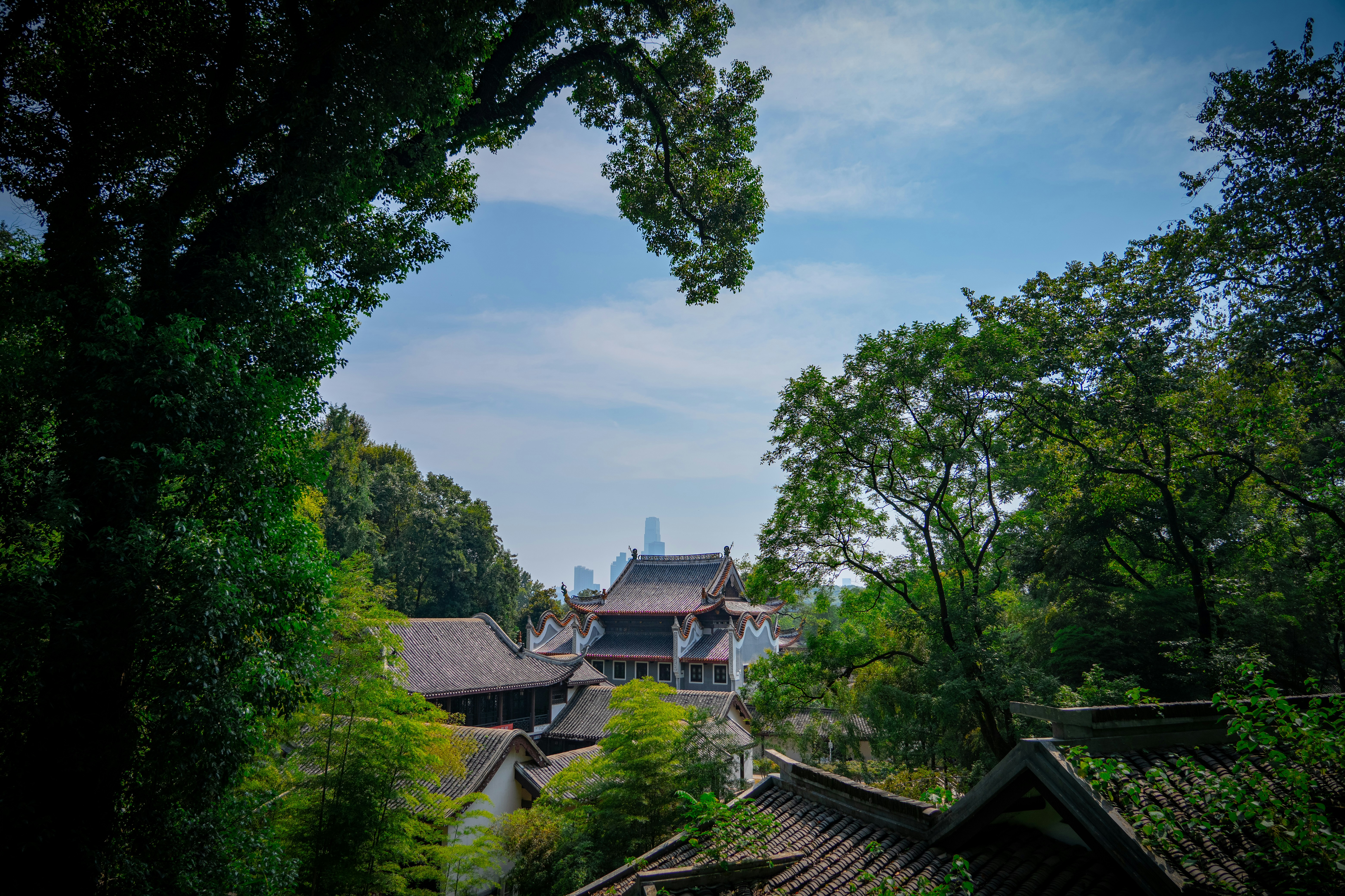 Hidden Temple Amid Forested Rooftops
