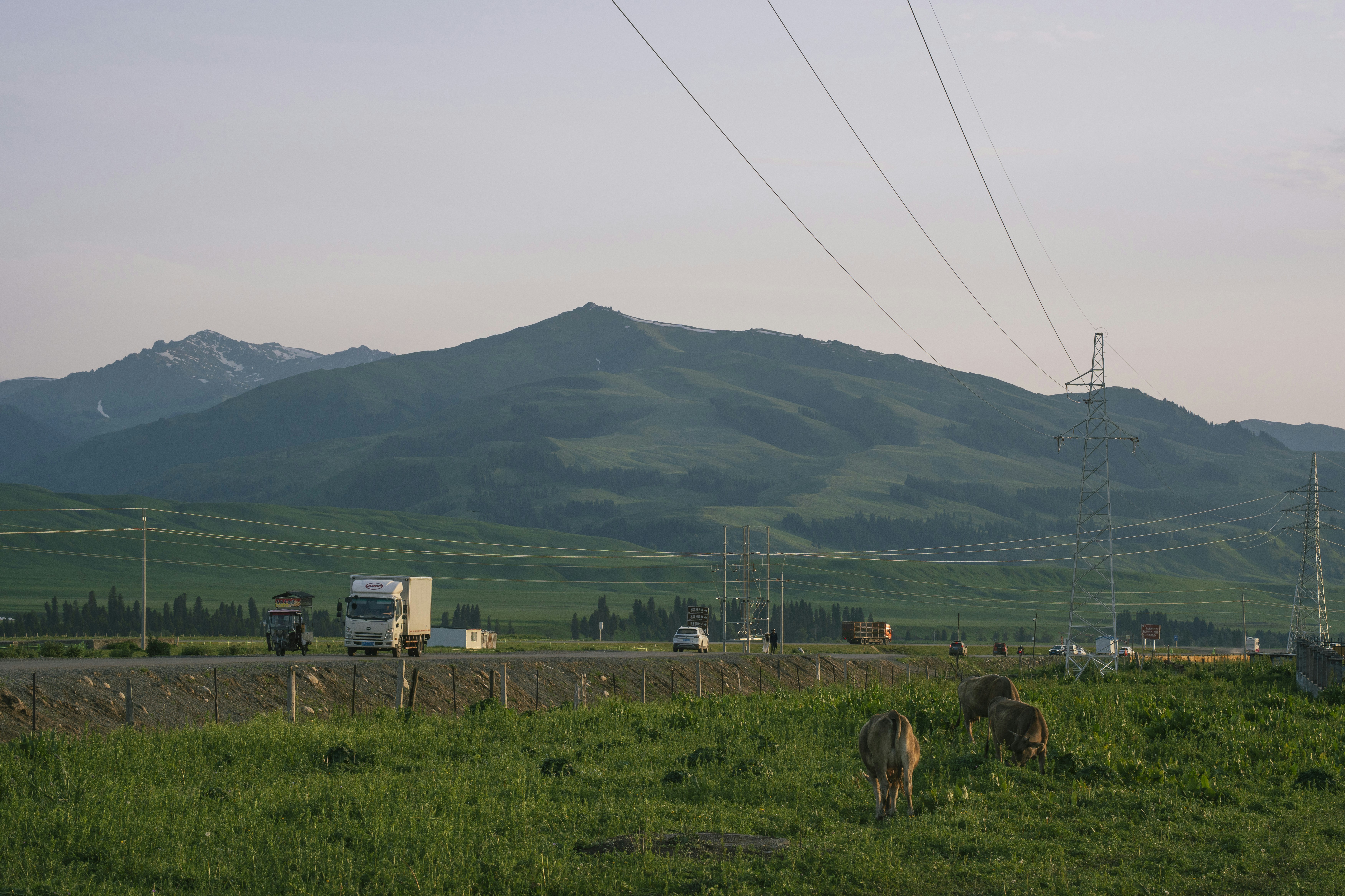 Pastoral Highway Meet: Cattle by the Rolling Hills at Dusk
