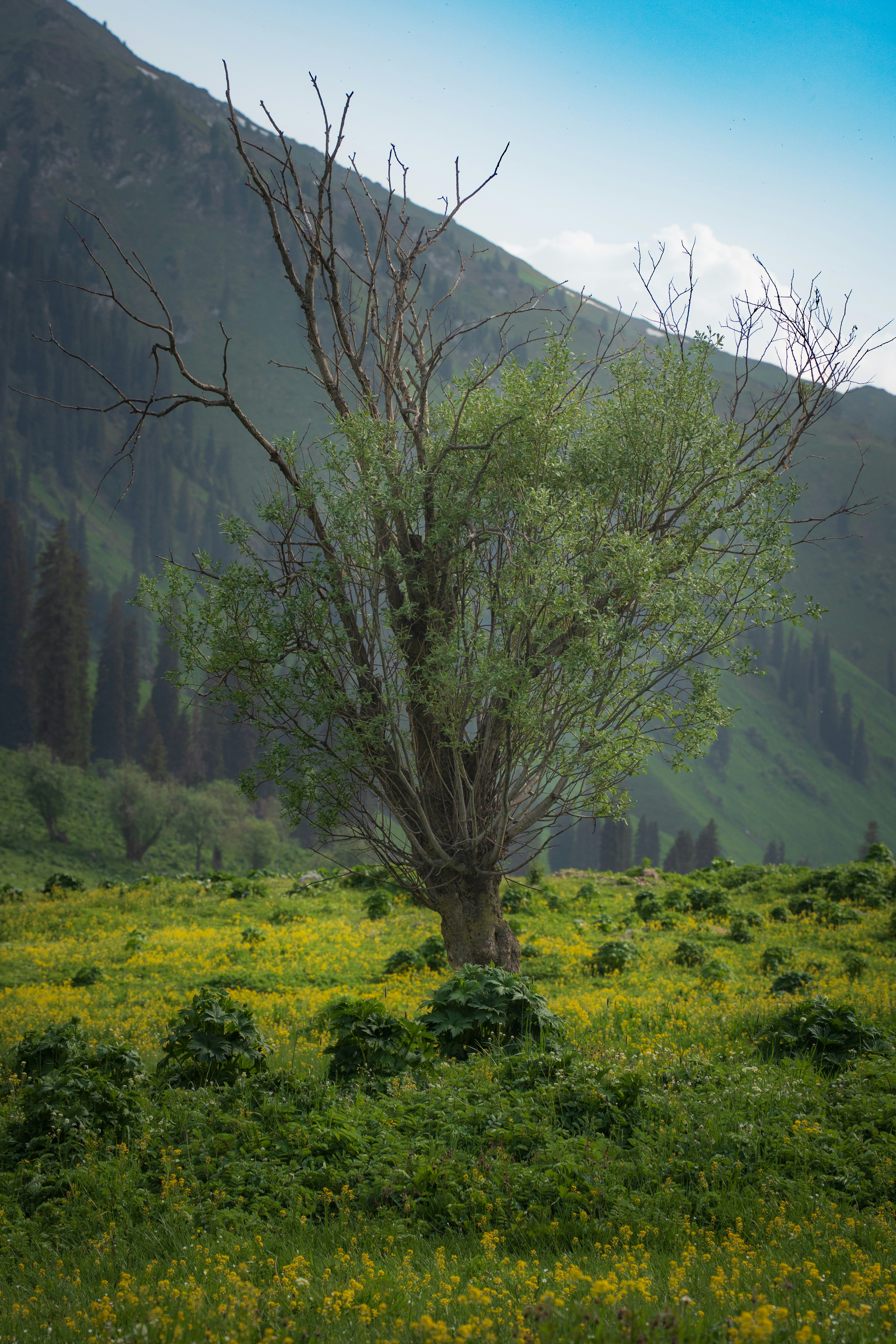 Lonely Tree in a Carpet of Yellow Blooms Against Mountain Backdrop