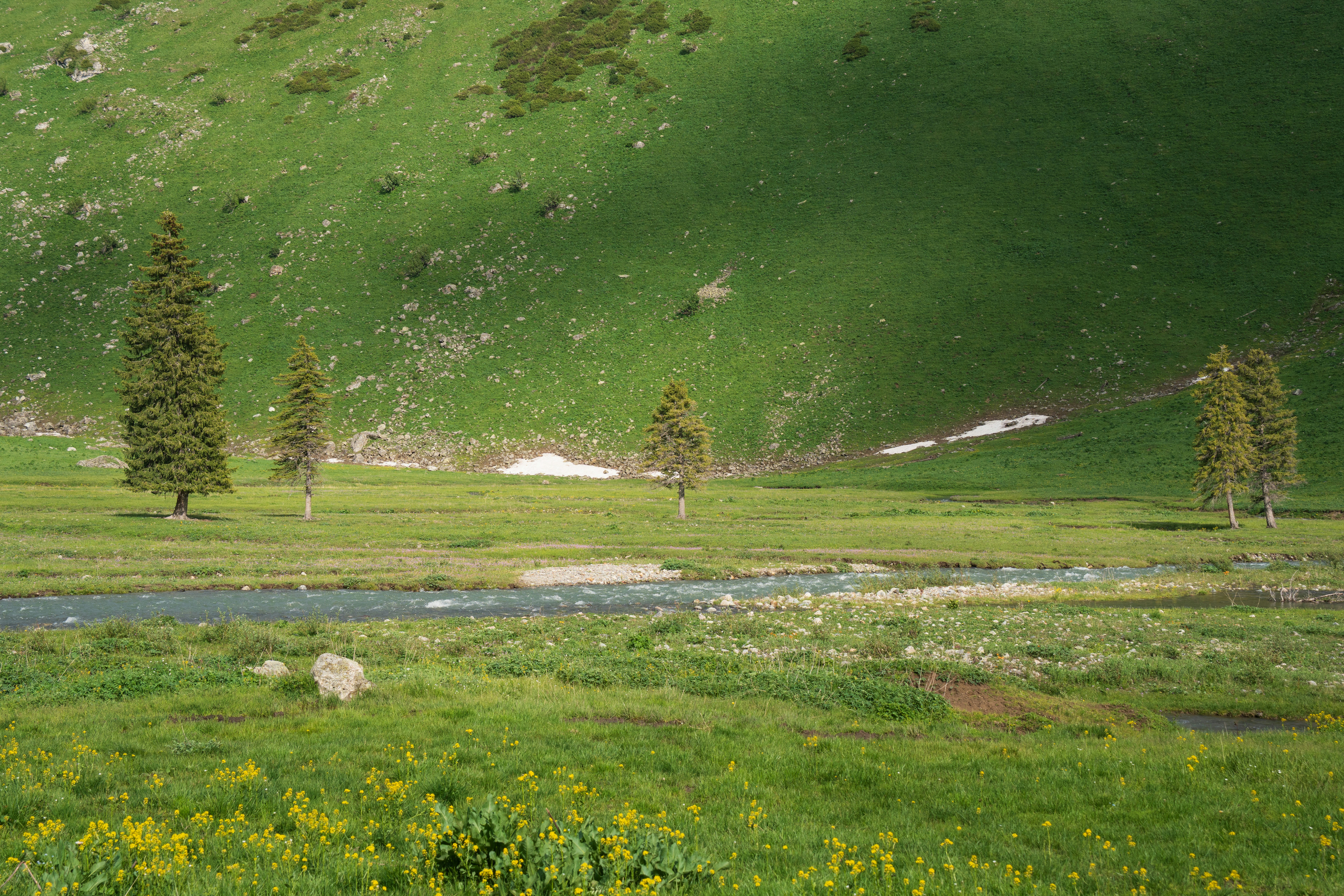 Alpine Meadow Under a Velvet Green Slope