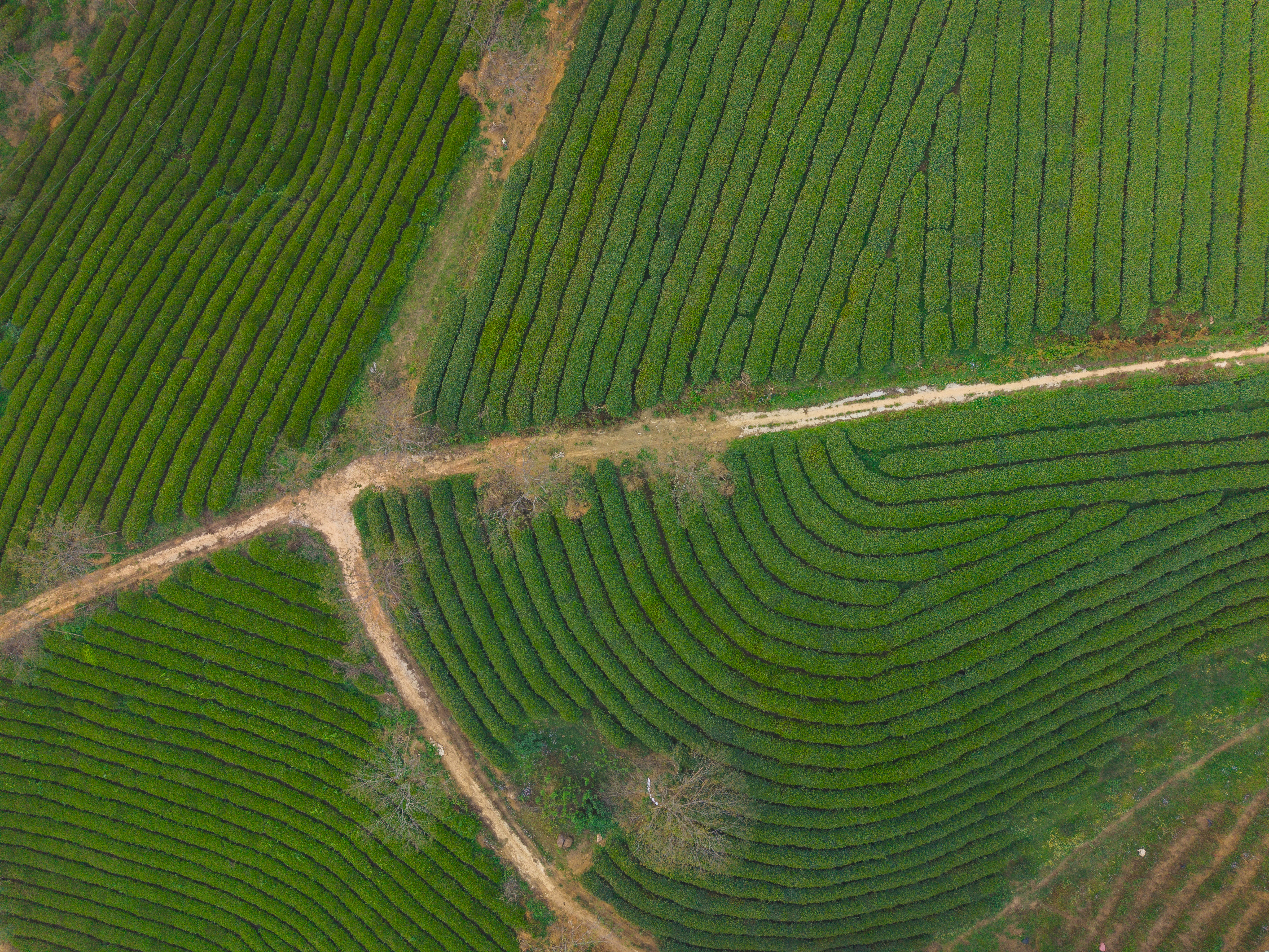 Verdant Terraced Pathways: Aerial Crossroads in Fragrant Green Lines
