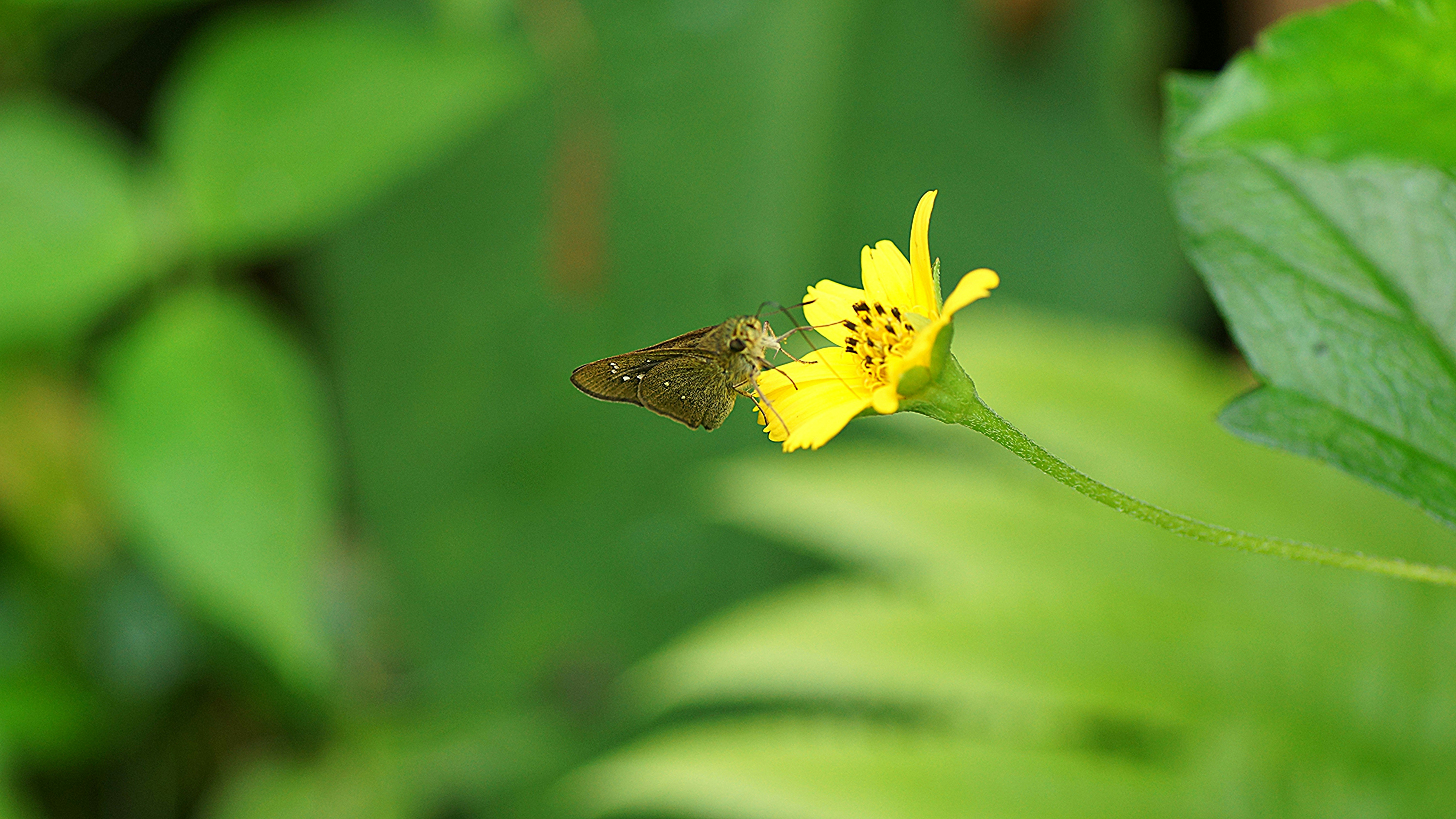 Yellow bloom Rendezvous: a tiny moth on a bright blossom