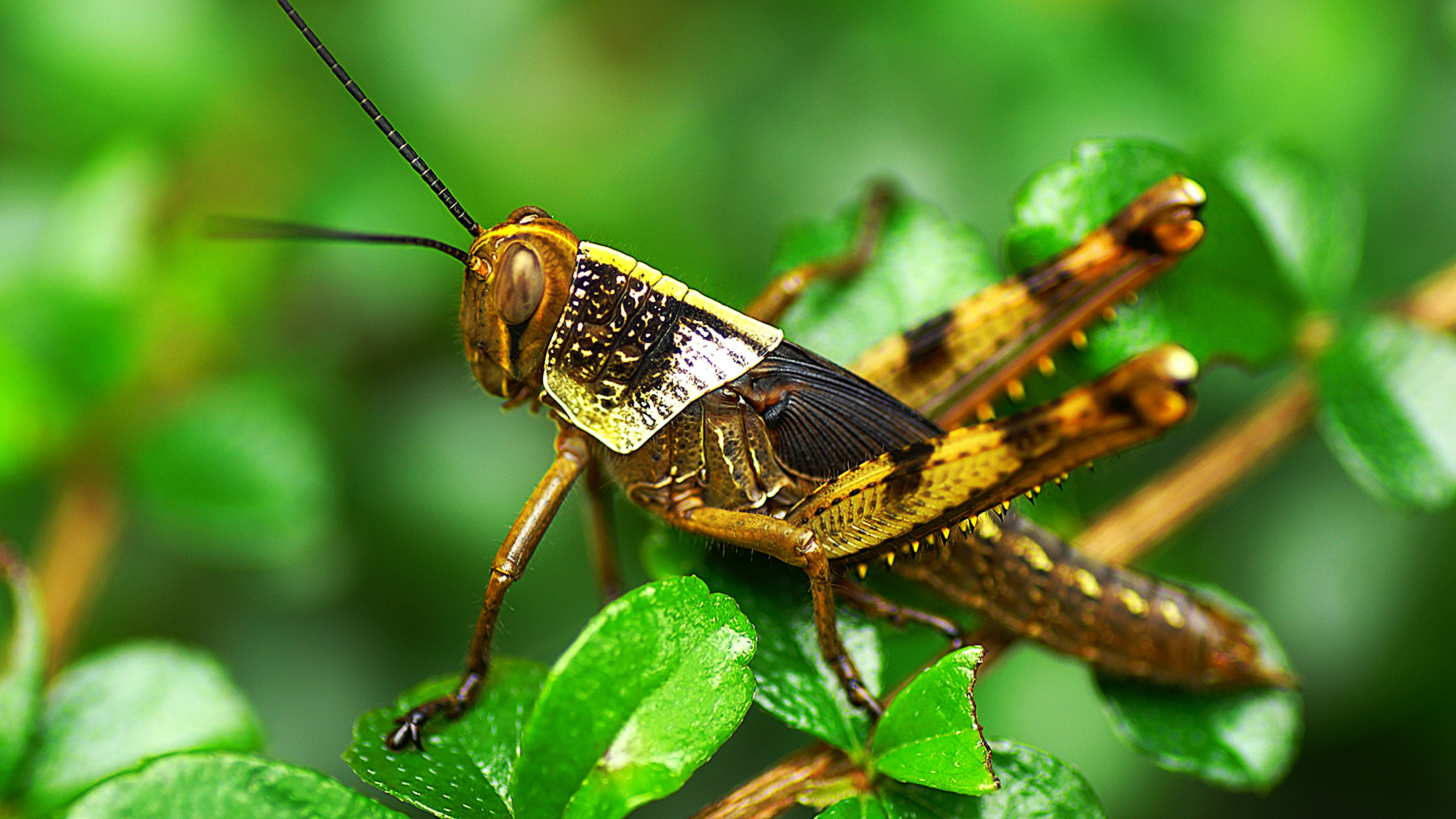 Close-up of a Tropical Locust perched on green foliage