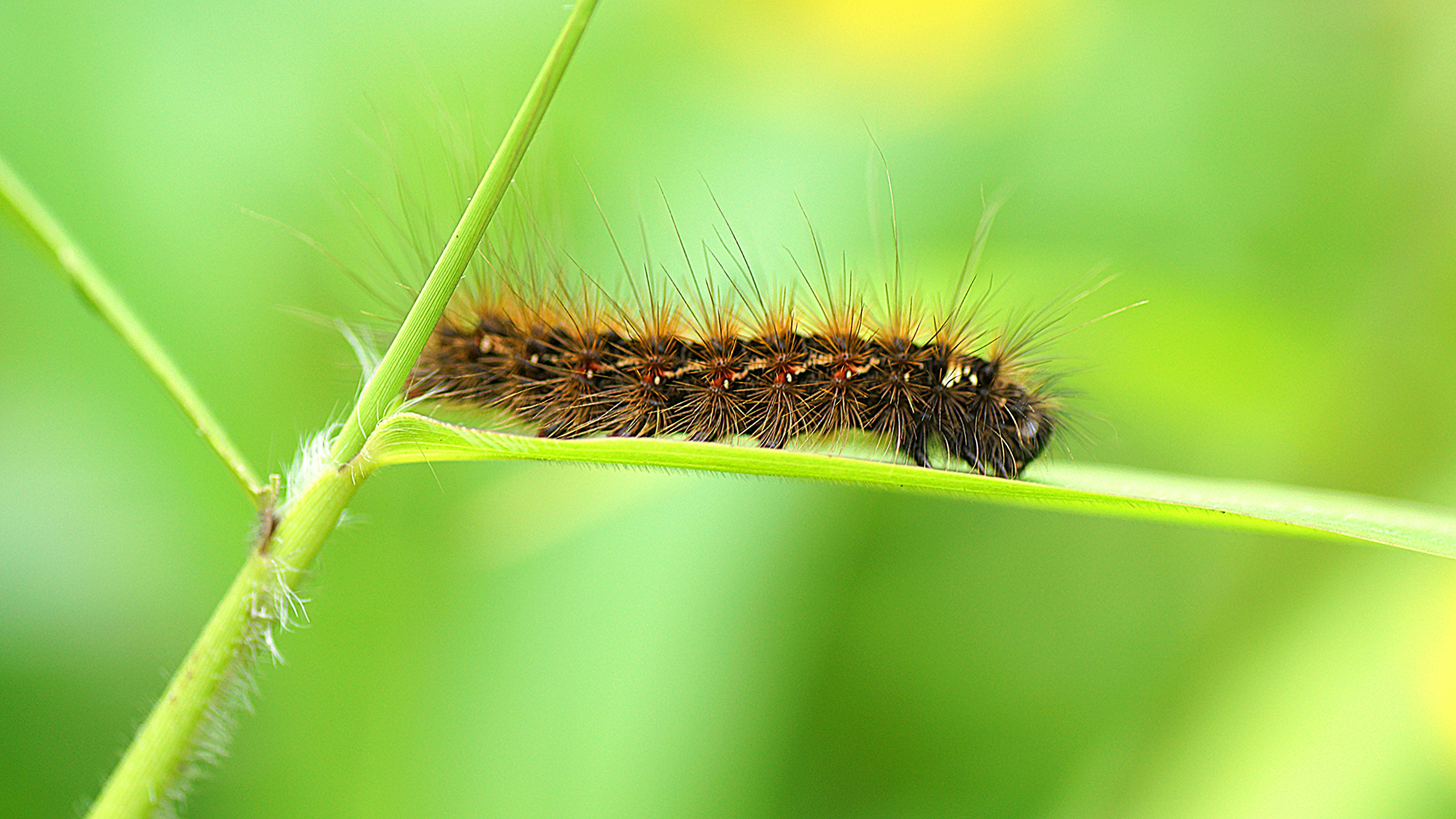 Emerald Meadow Caterpillar: A Bristled Traveler on Green Threads