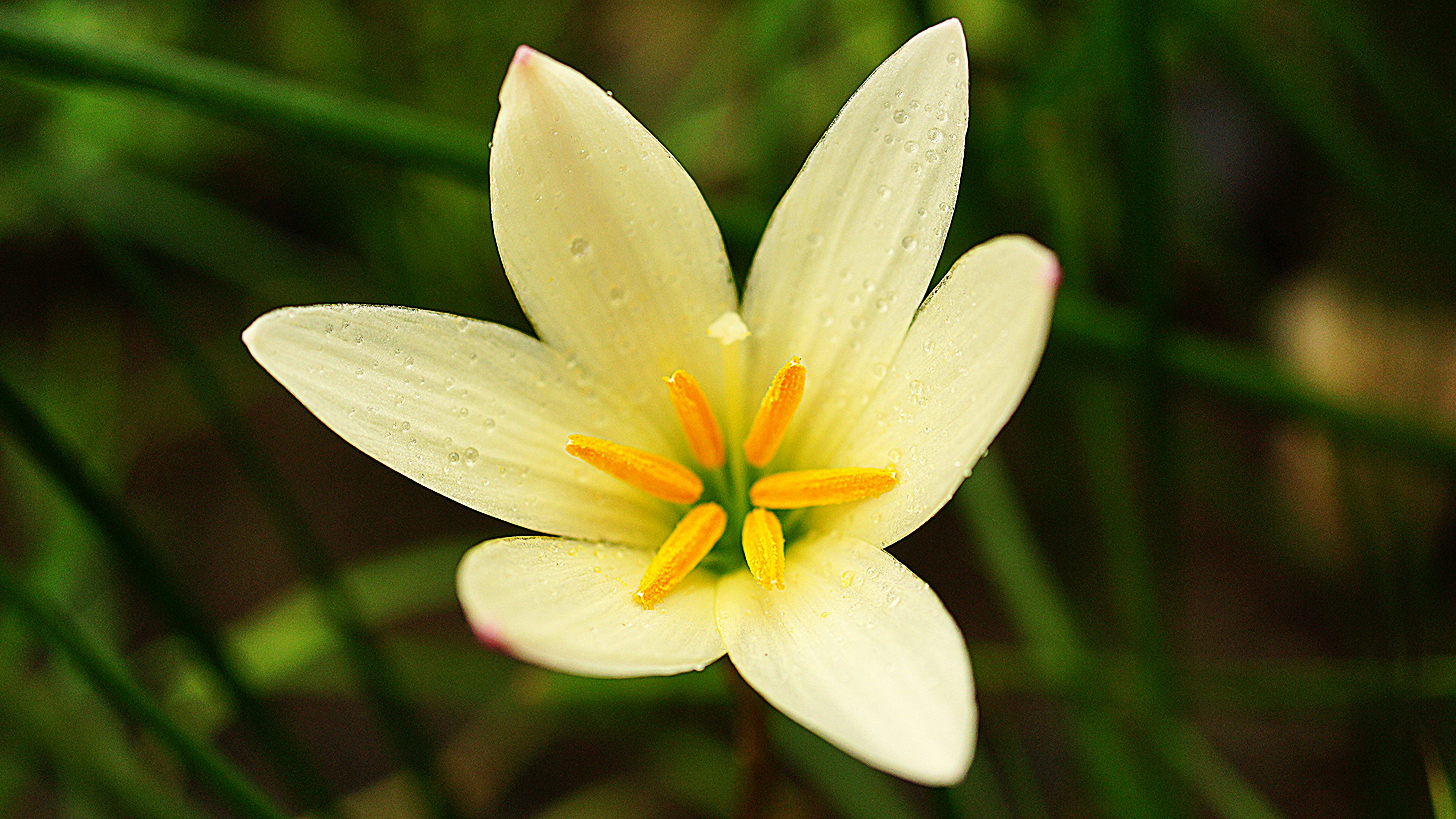 Close-up of a delicate pale-yellow flower with orange stamens bathed in soft green background