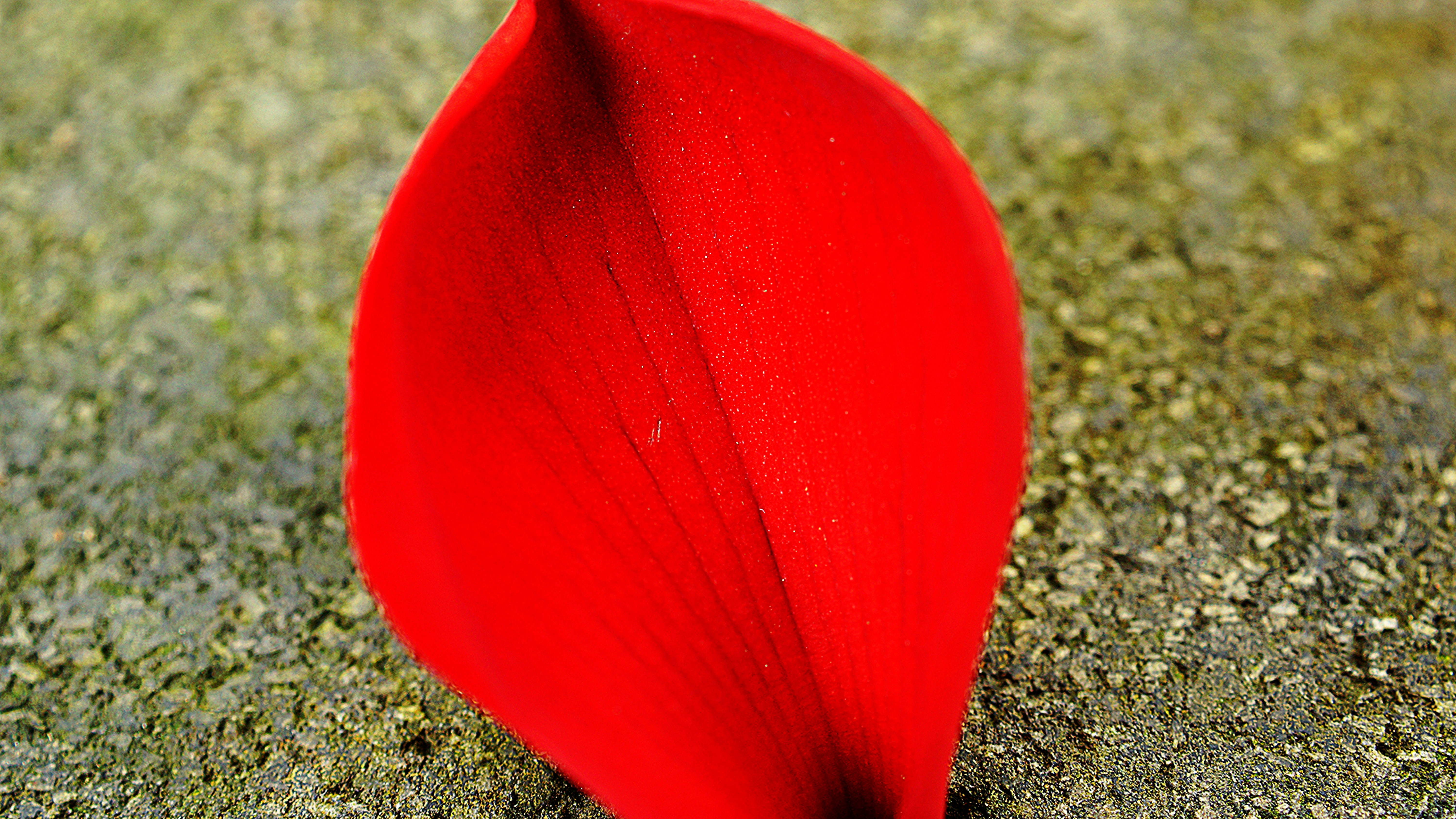 A vivid red petal-like leaf rests on a textured mossy surface, its smooth curve contrasting with the speckled background. The scene emphasizes color and surface detail, likely captured as a close-up study of texture and hue.