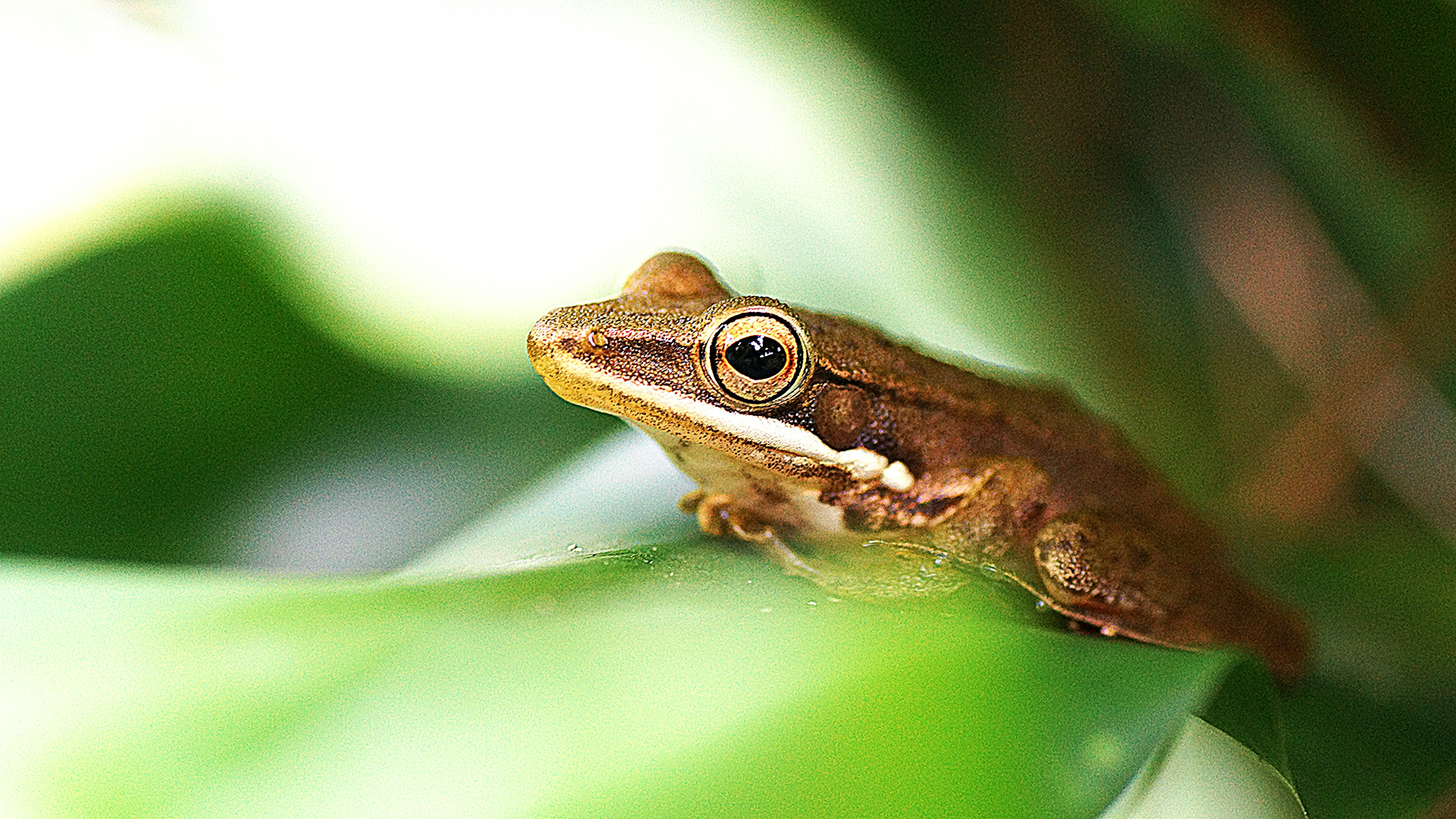 Amber Eye on a Leaf: A Tiny Frog's Alert Gaze