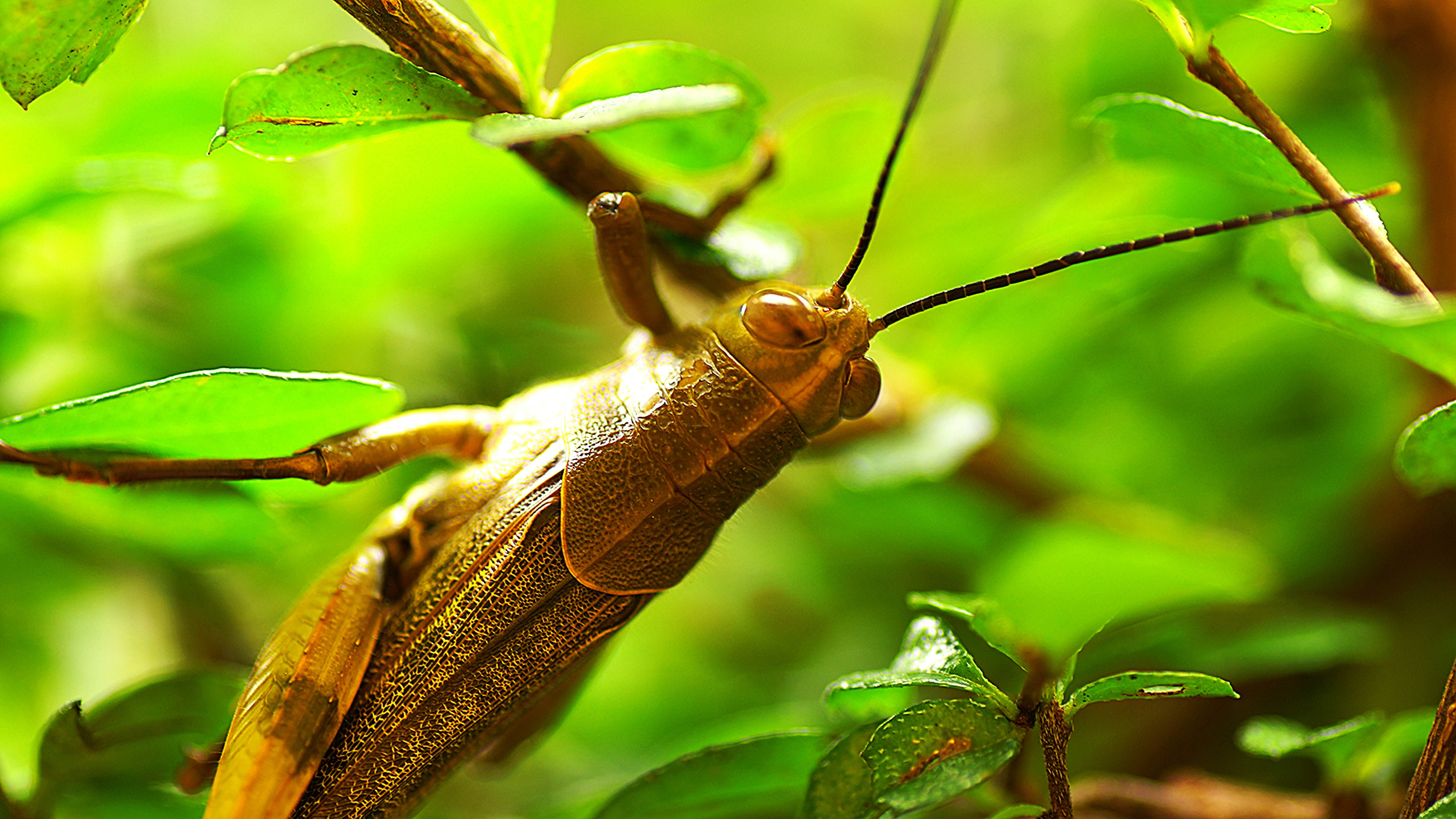 Close-up of a brown longhorn moth amid verdant foliage