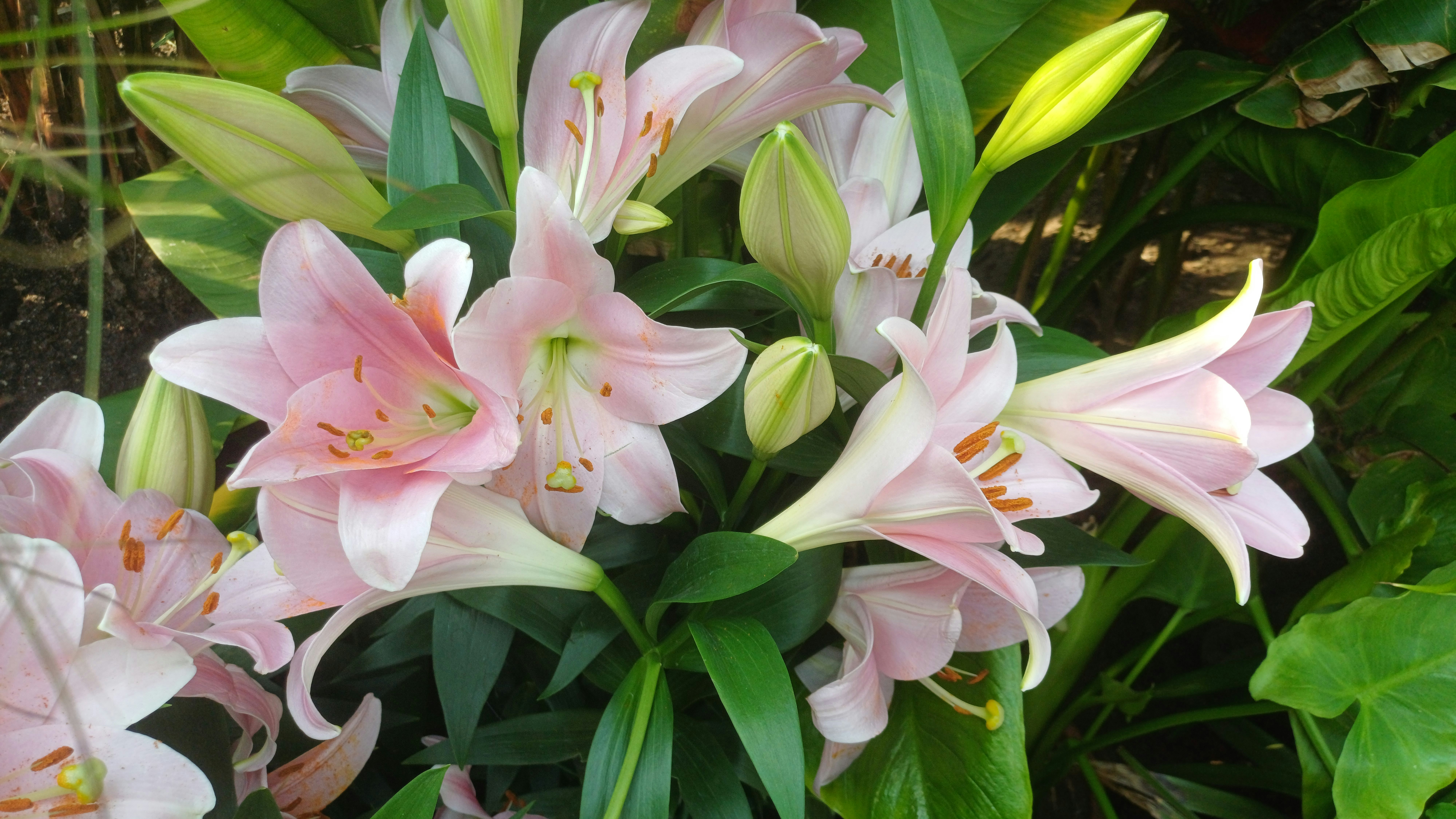 Soft-pink Lily Mosaic in a Lush Green Frame
