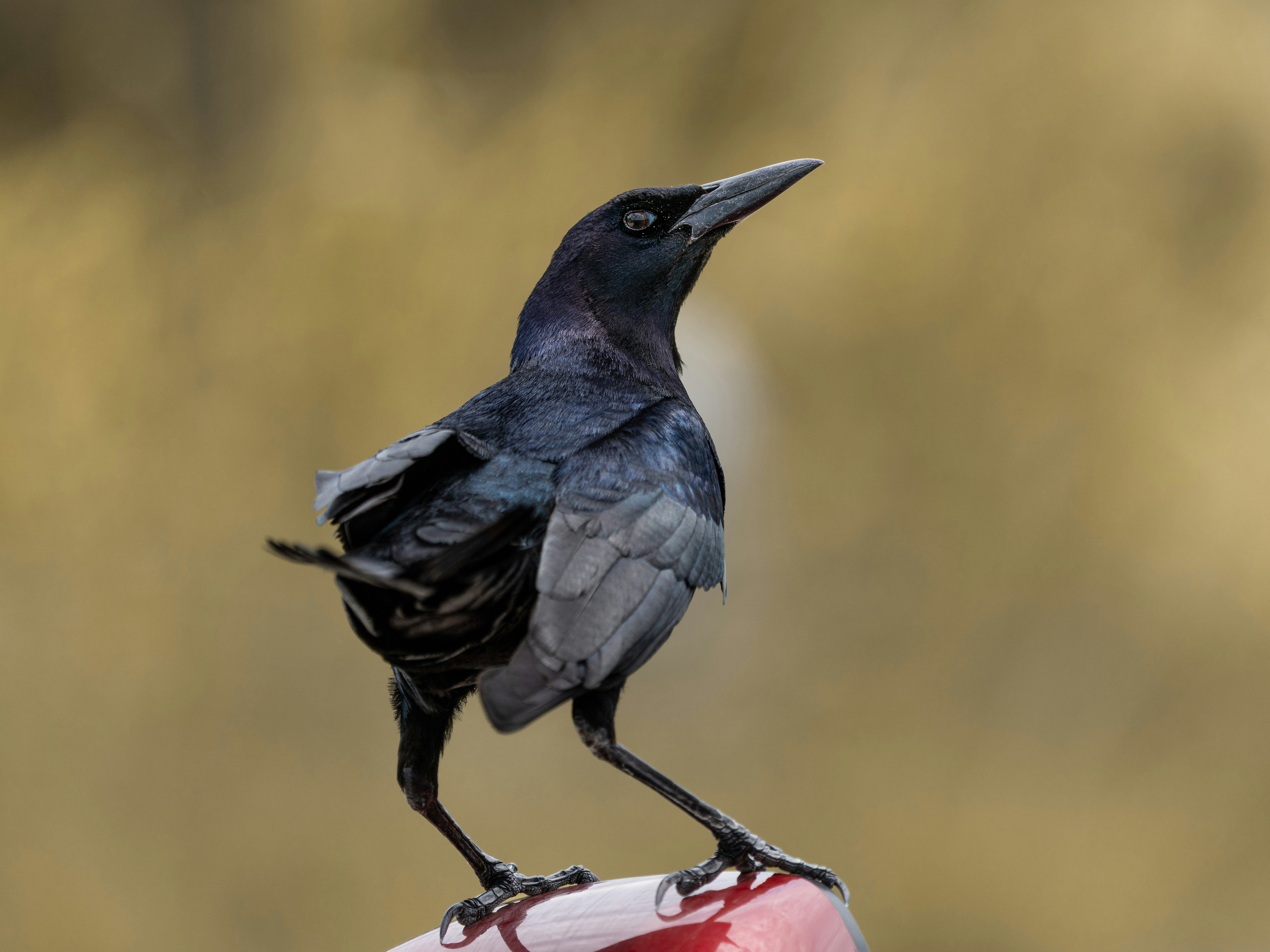 Mid-Stride Crow: A Black Arrow Amid Golden Backdrop