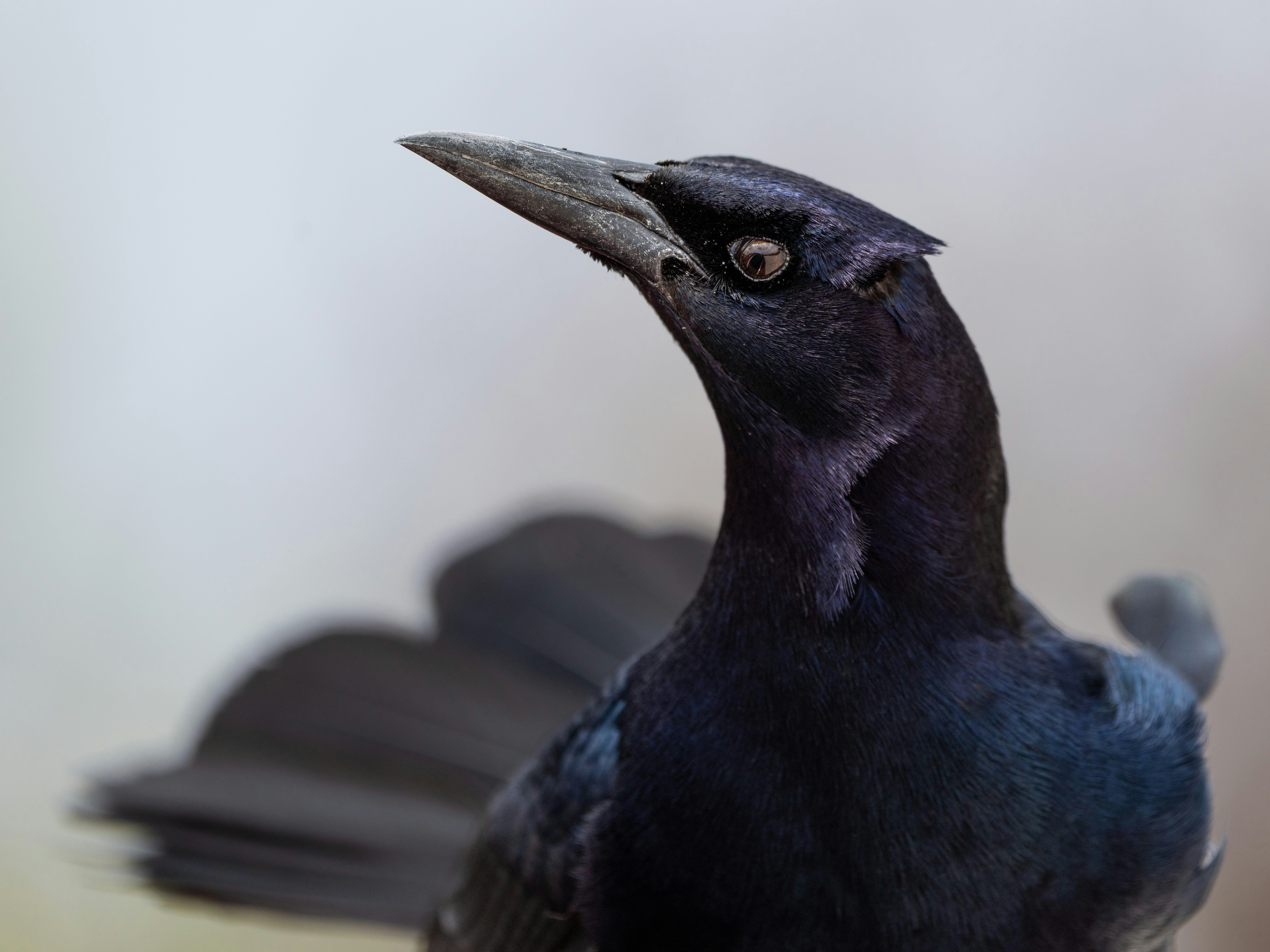 Dark Iris, Sharpened Beak: A Crow’s Rigid Gaze