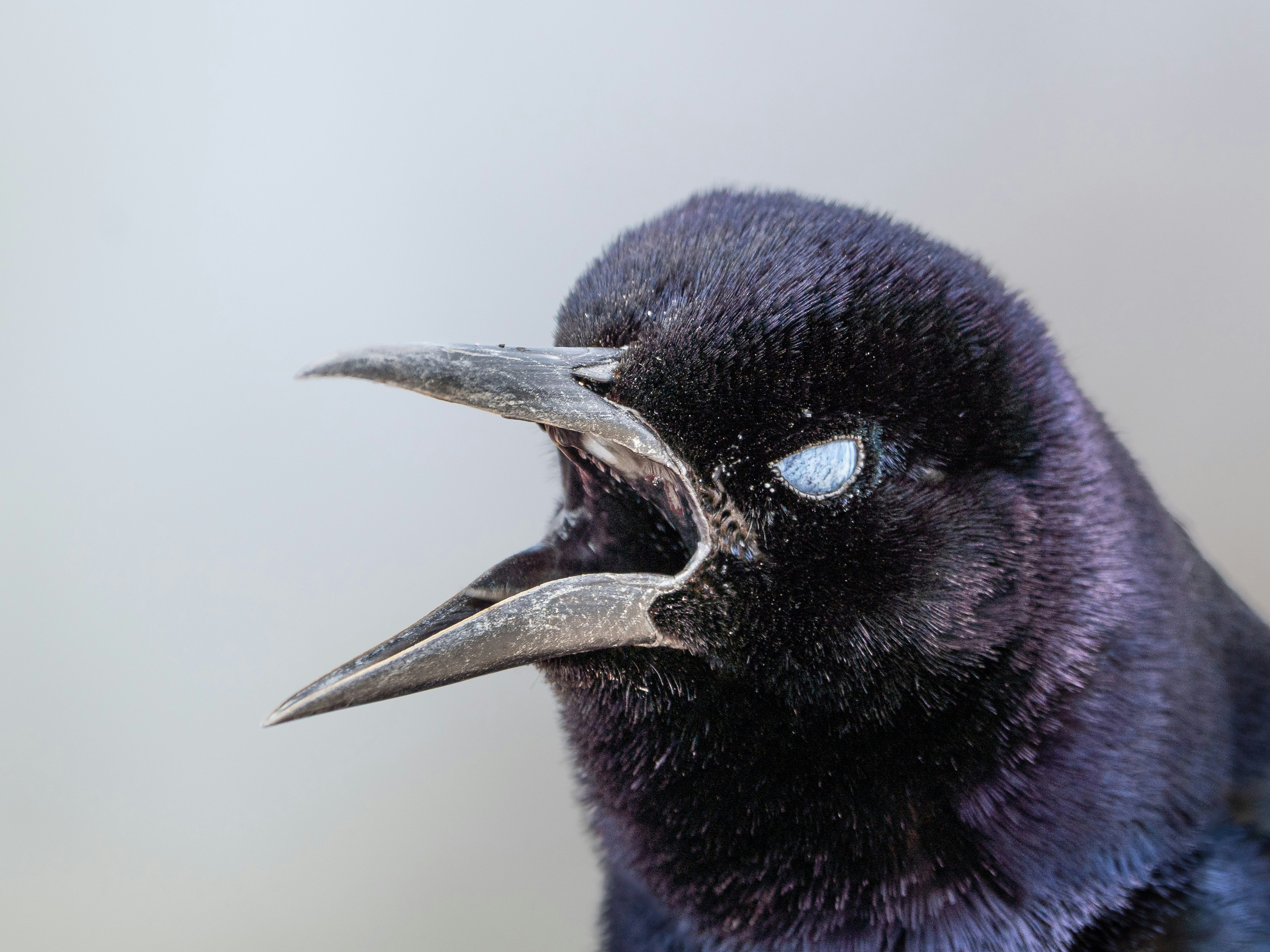 Aggressive Crow in Mid-Scream: Open Beak and Glowing Eye