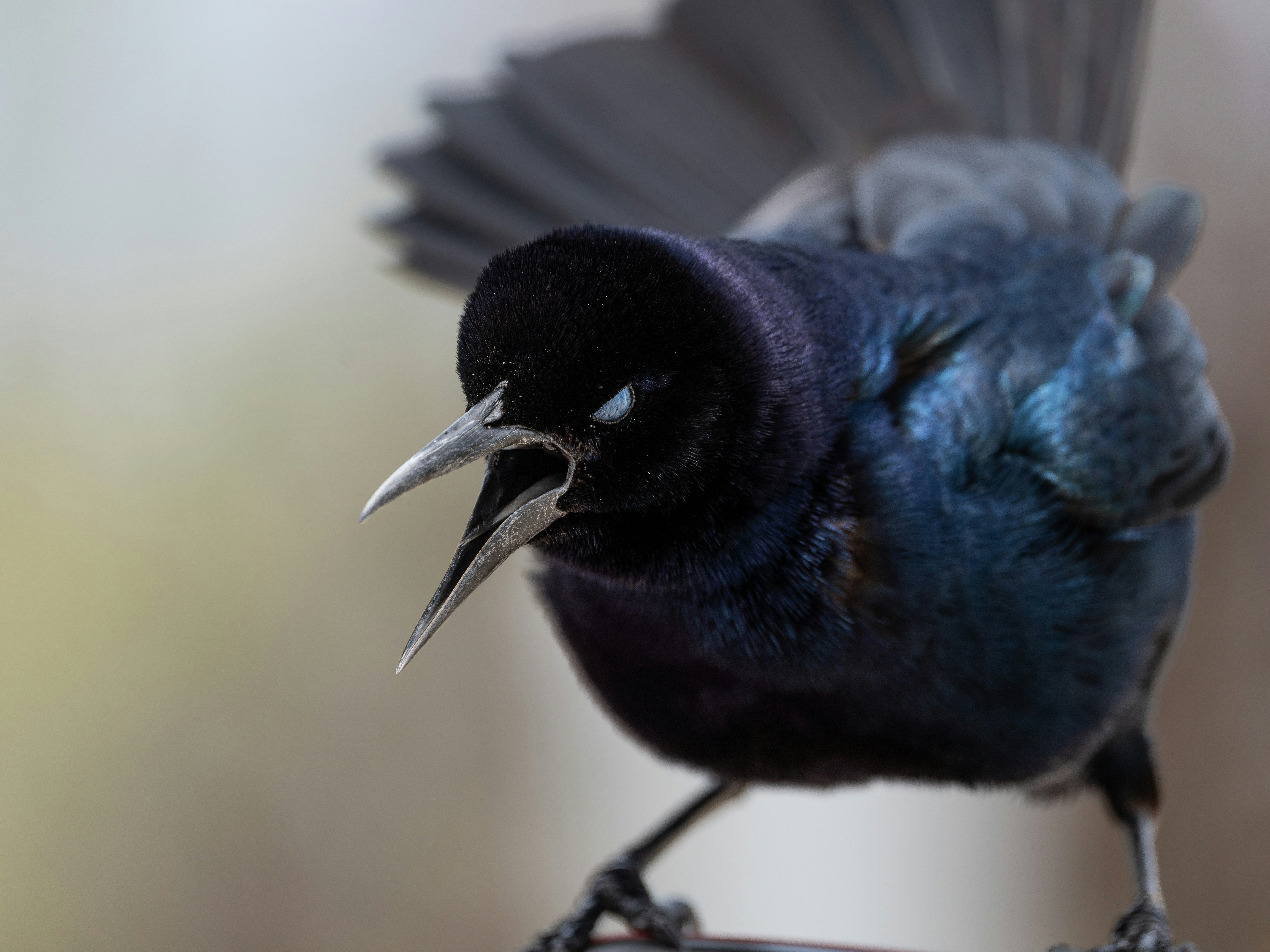 Mid-Feathered Snarl: A Crow in a Canted Gaze