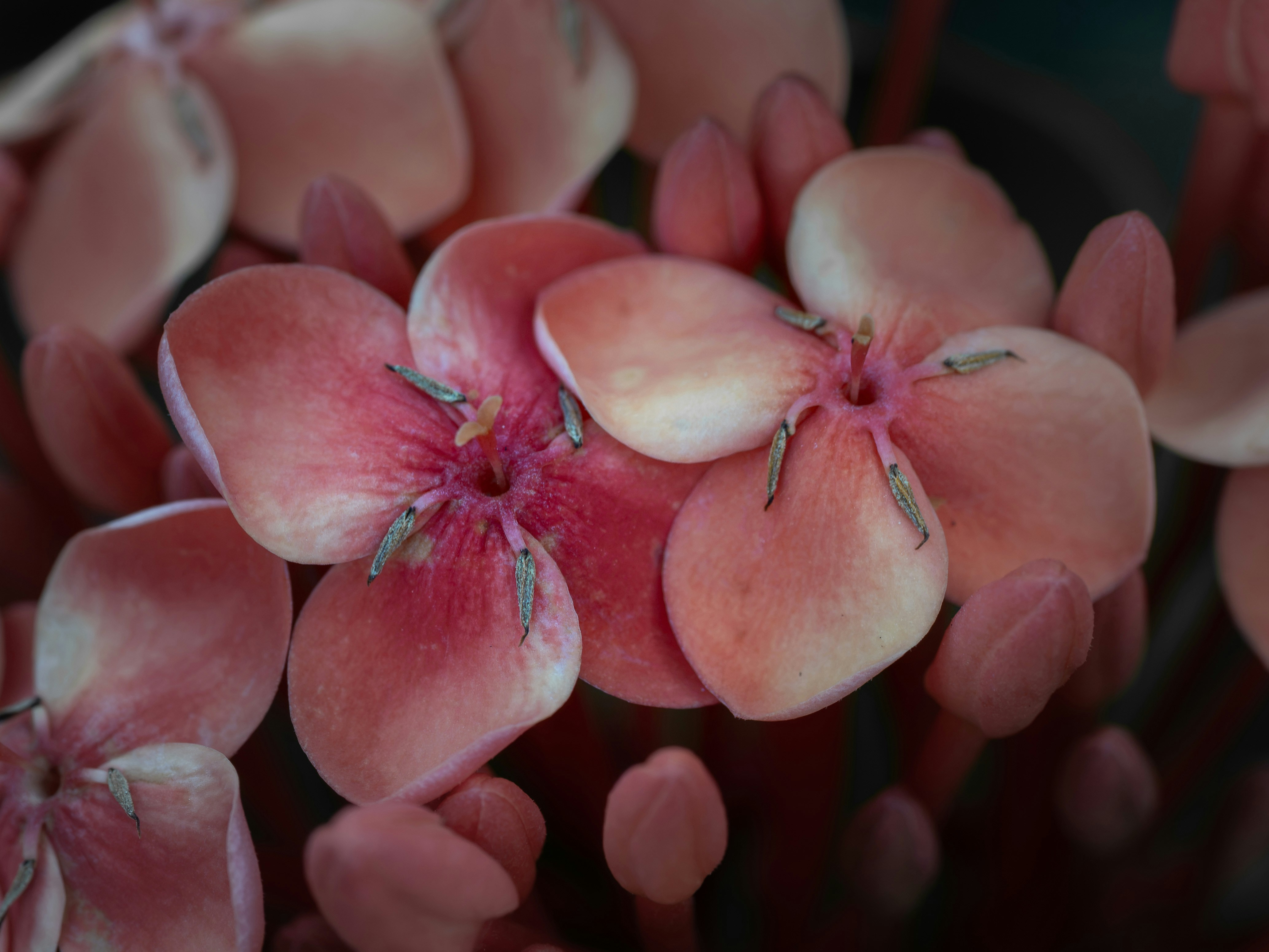 Soft Coral Bouquet: Close-up of Pink Hydrangea Petals and Stems