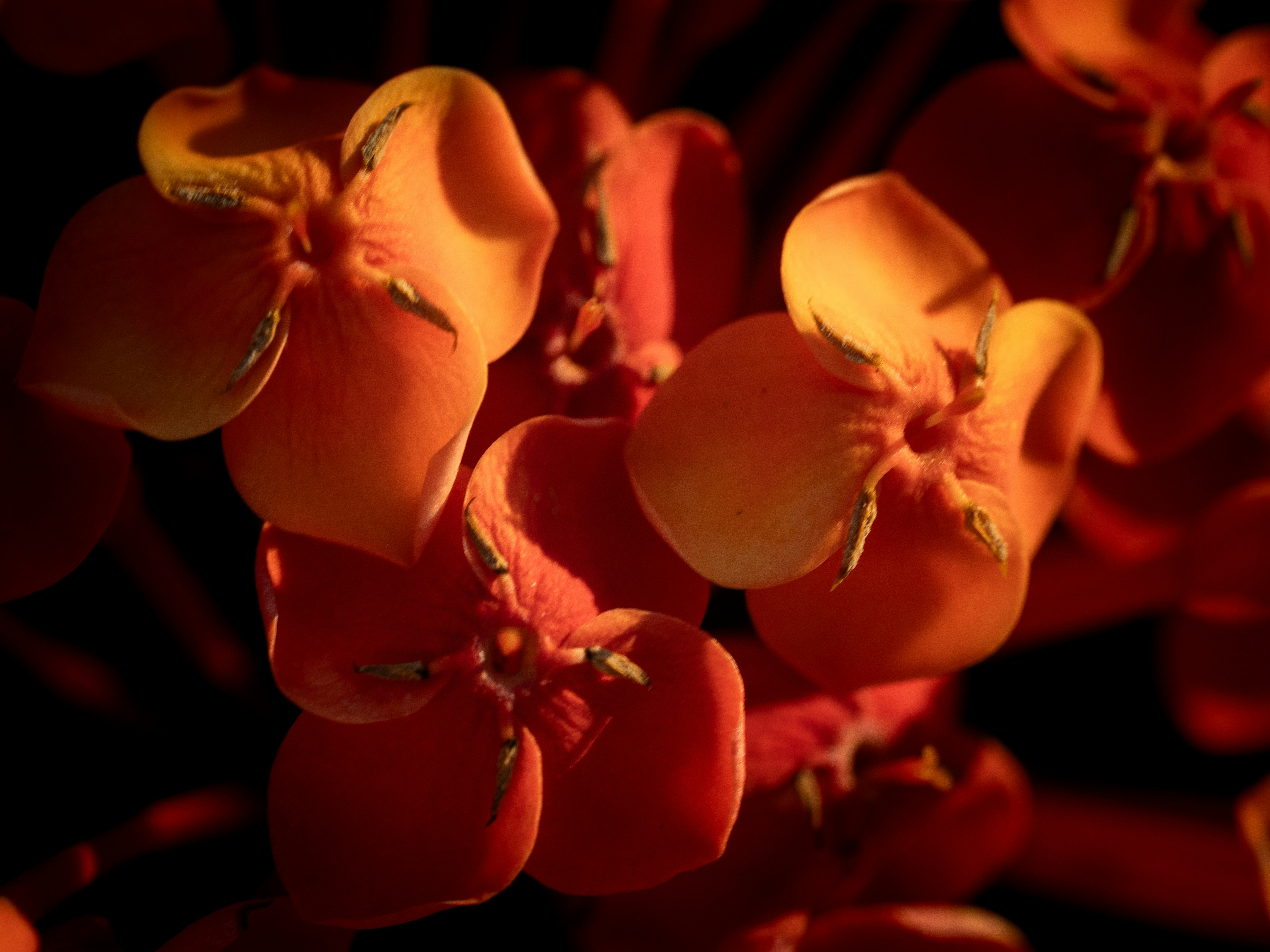 Amber Bloom: Close-Up of Warm Coral Petals in Shadowed Light